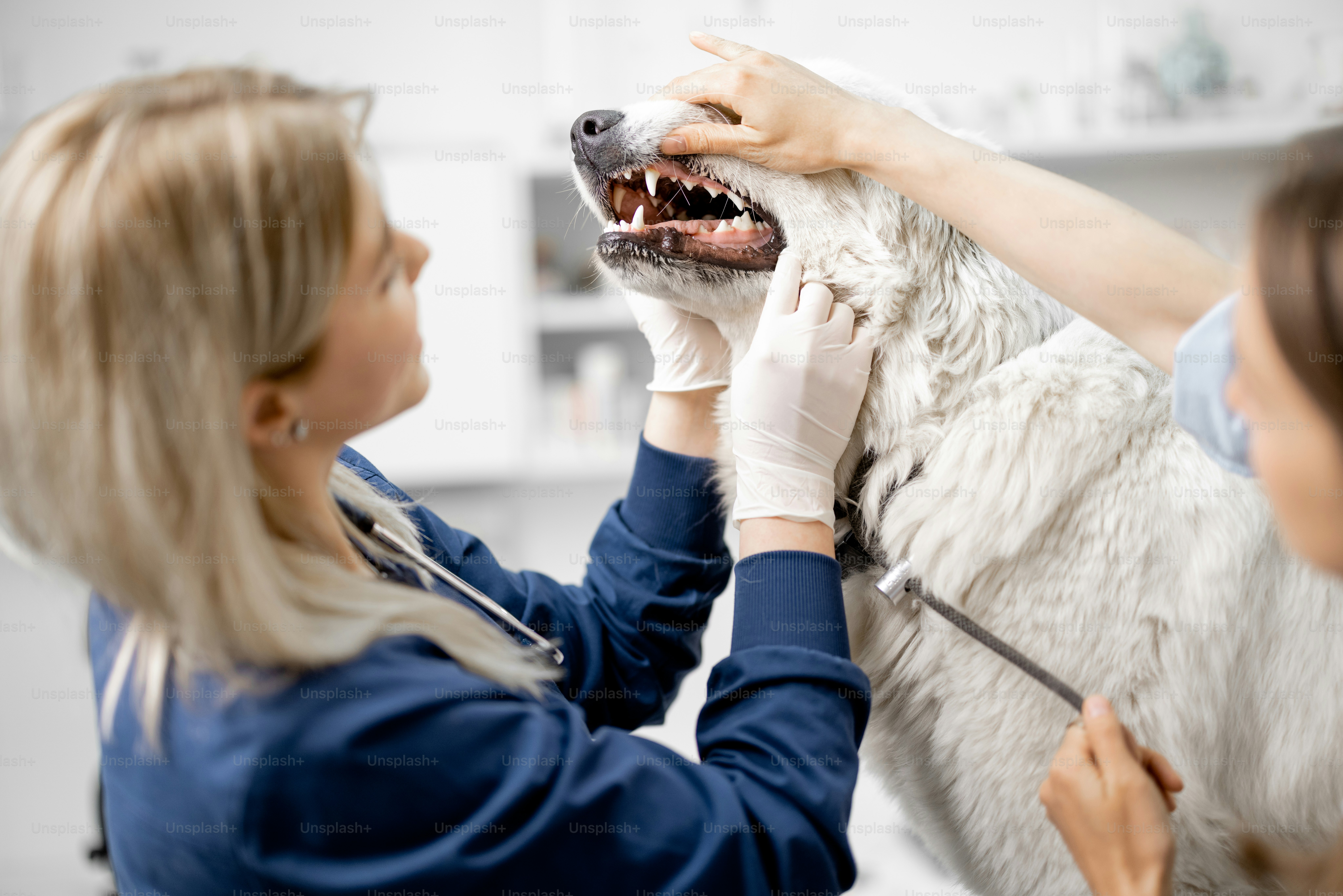 Female doctor makes an inspection of the dog's mouth and teeth at vet ...