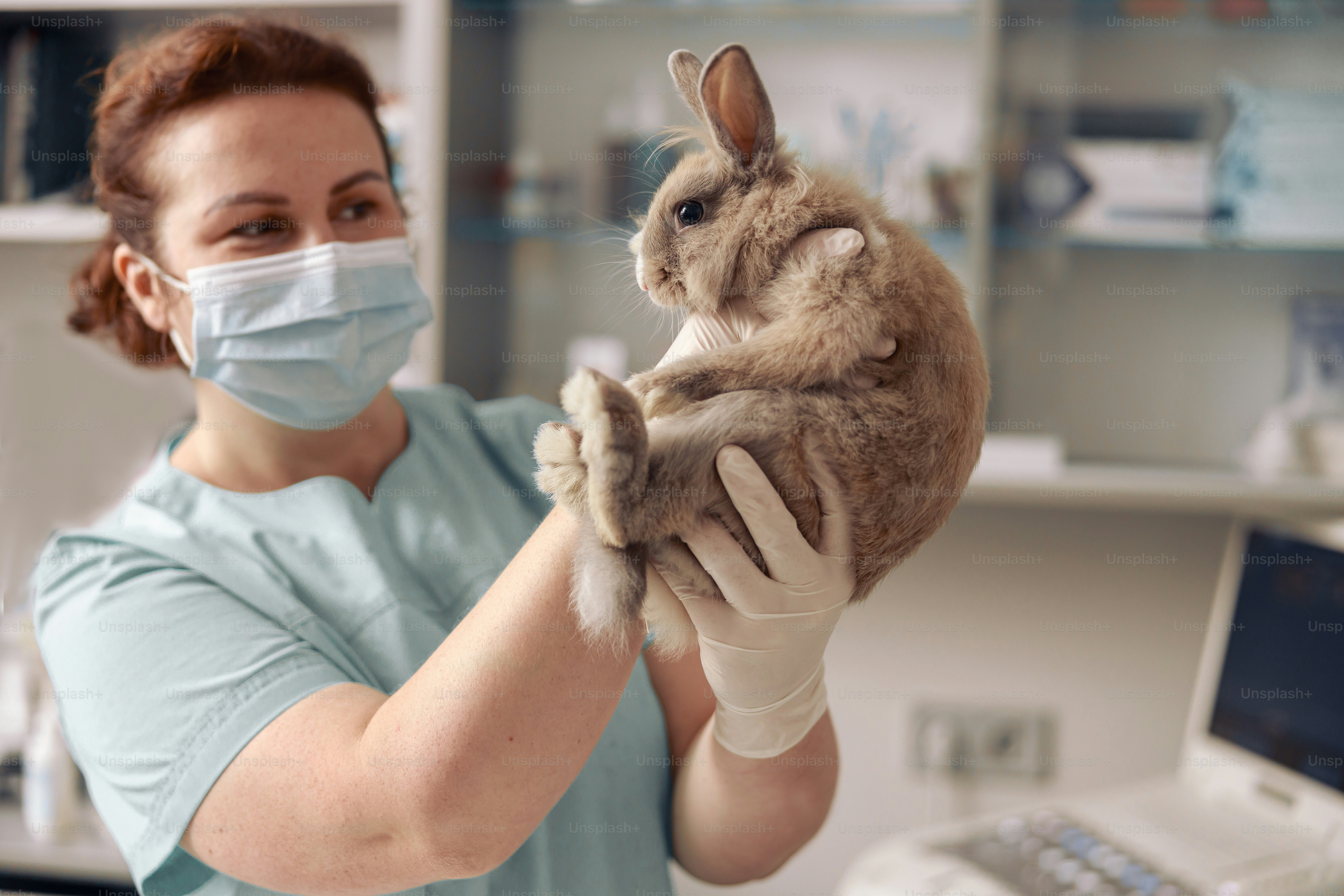 Positive lady veterinarian with mask and latex gloves holds cute grey ...