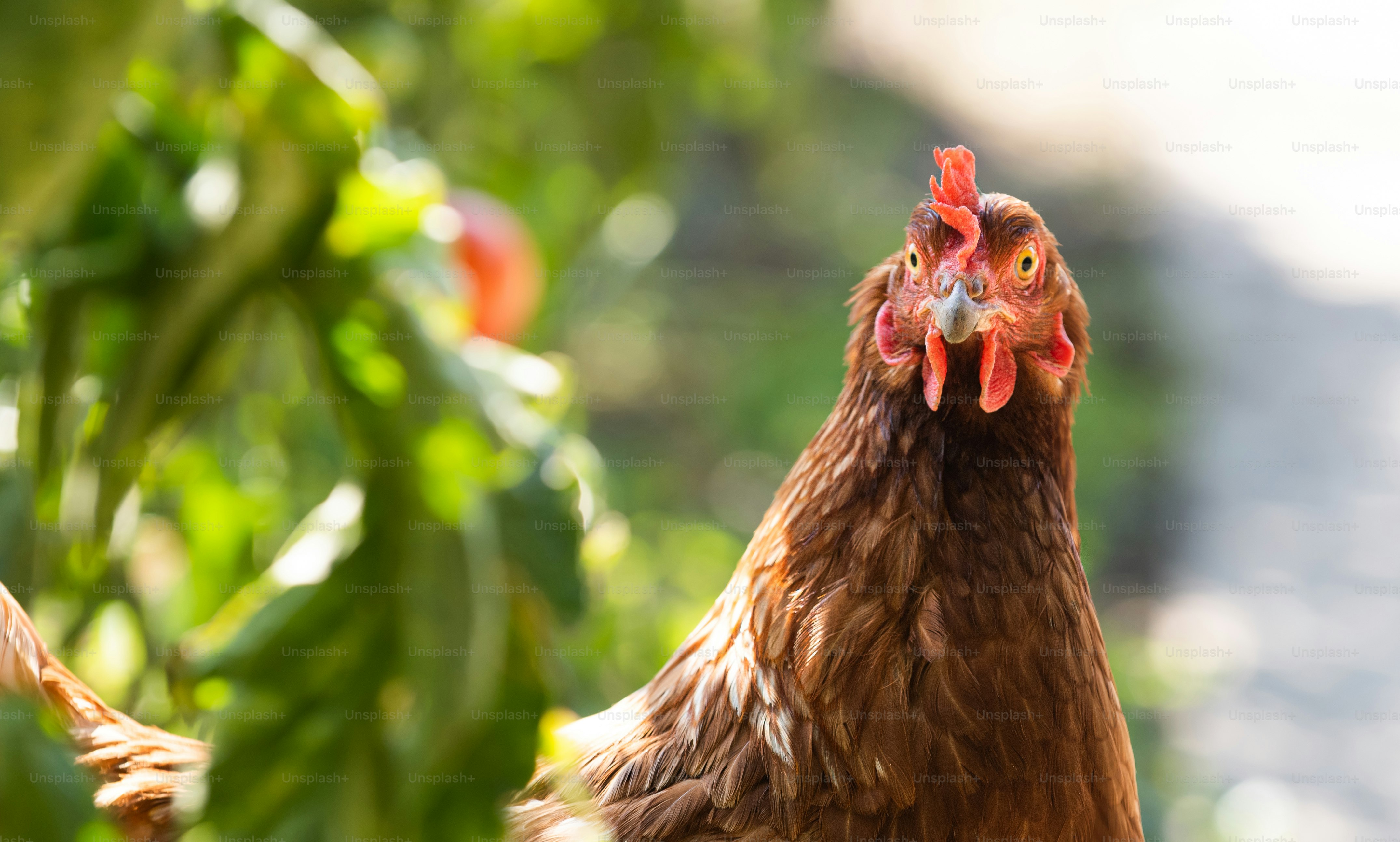 A free range hen looking for food in a grassy field. photo – No people ...