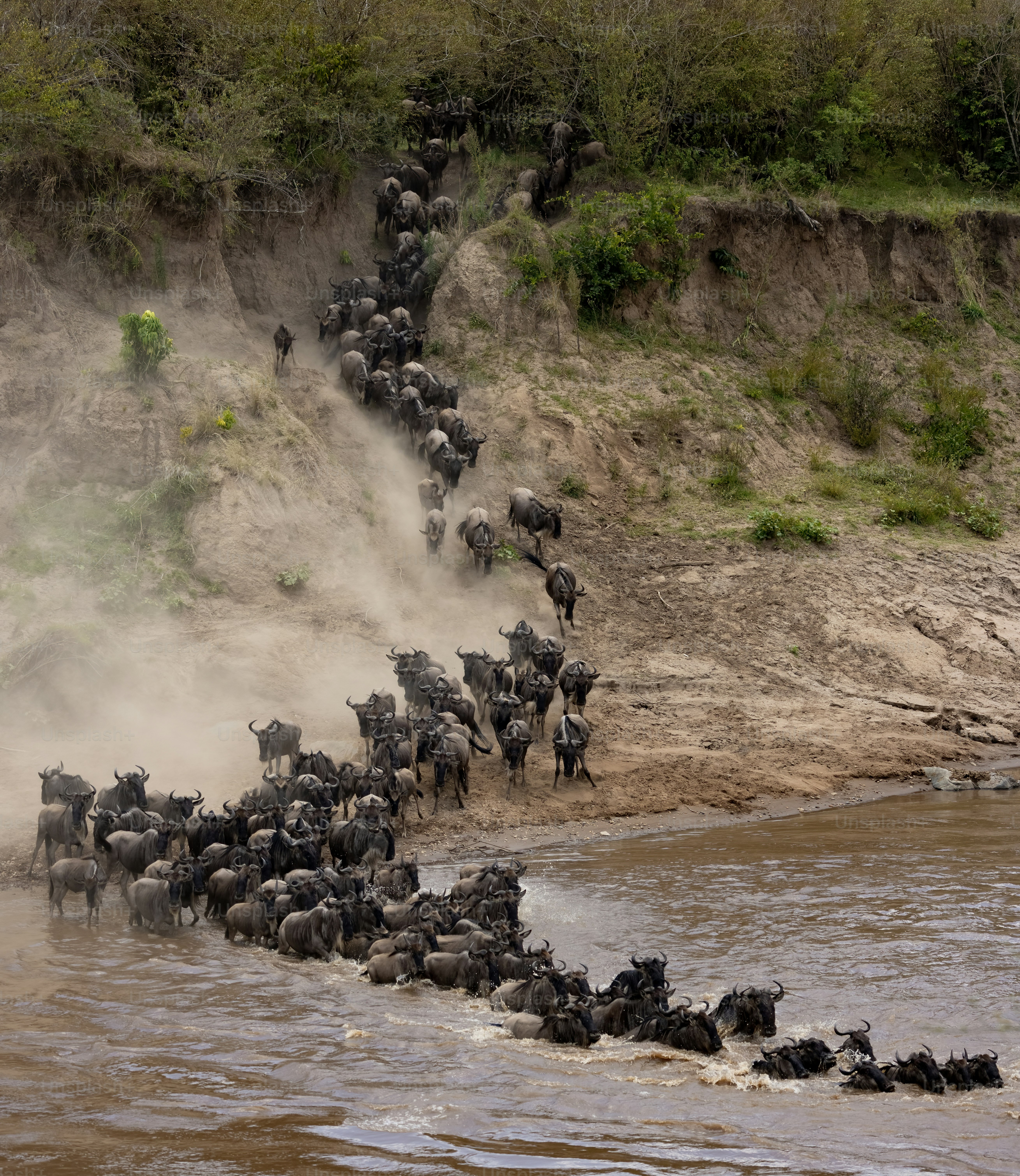 The wildebeest migration in Africa photo – Animal Image on Unsplash