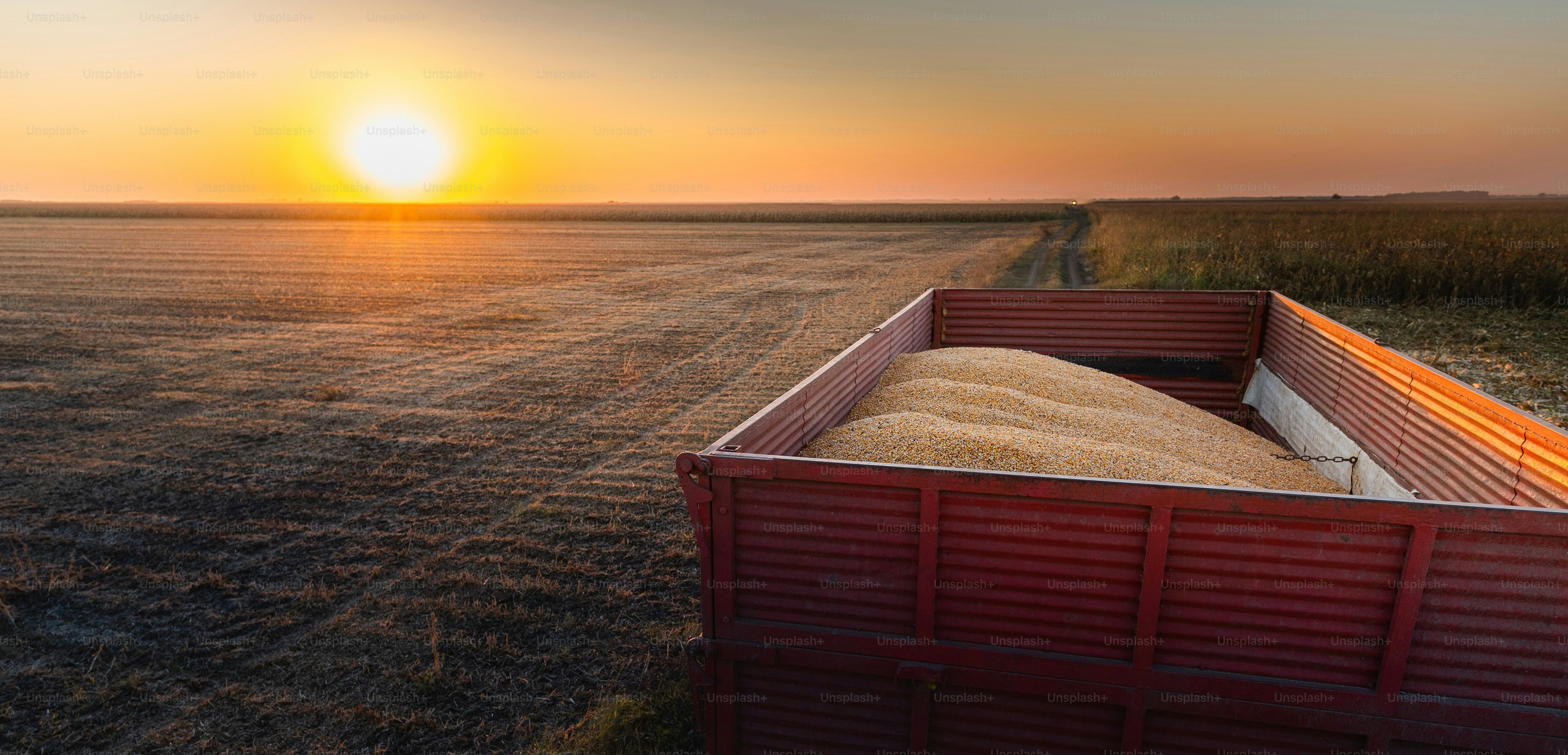 Corn harvest on a farmland in sunset photo – Yellow sky Image on Unsplash