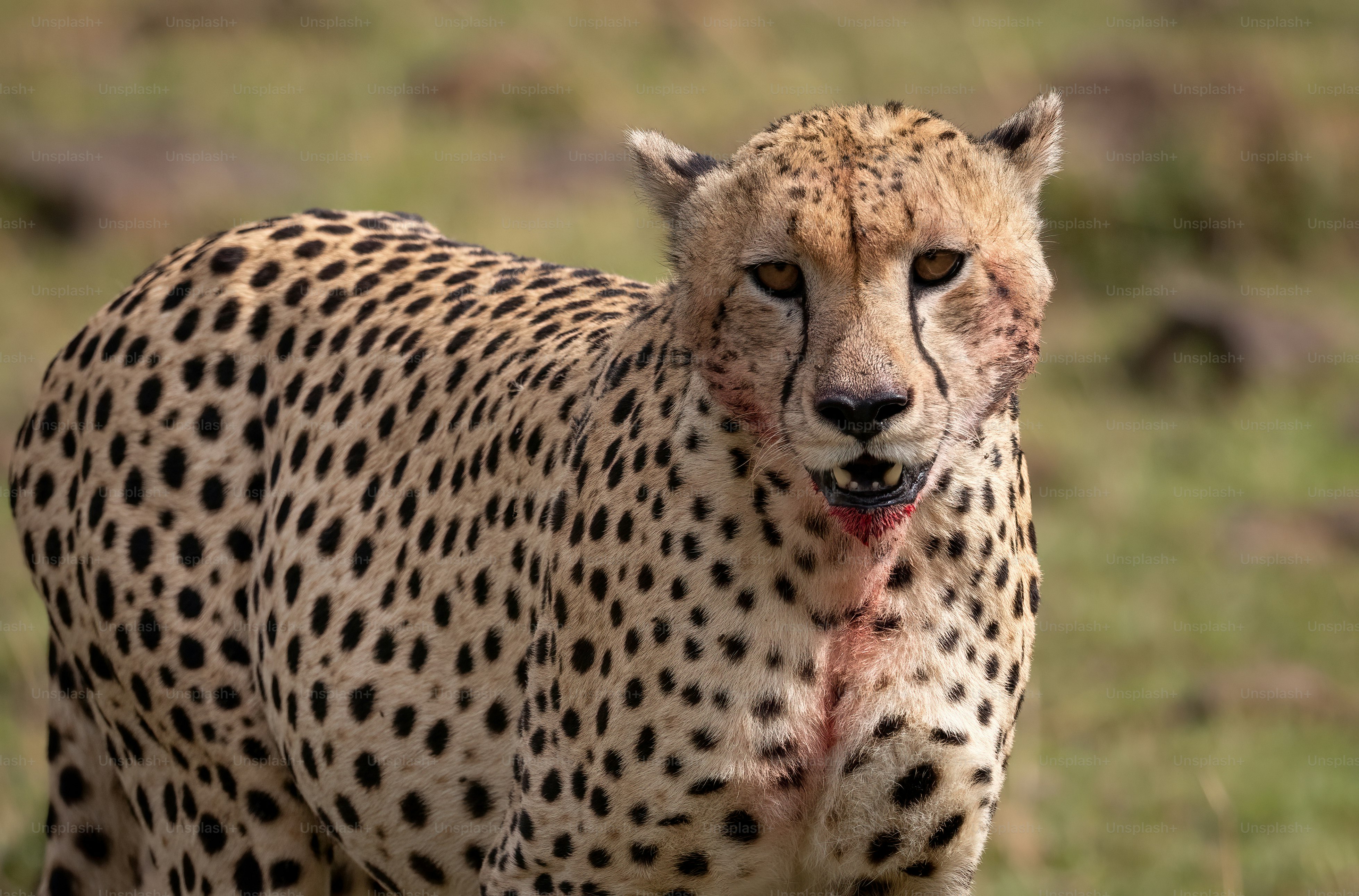 Cheetah Face Pictures | Download Free Images on Unsplash