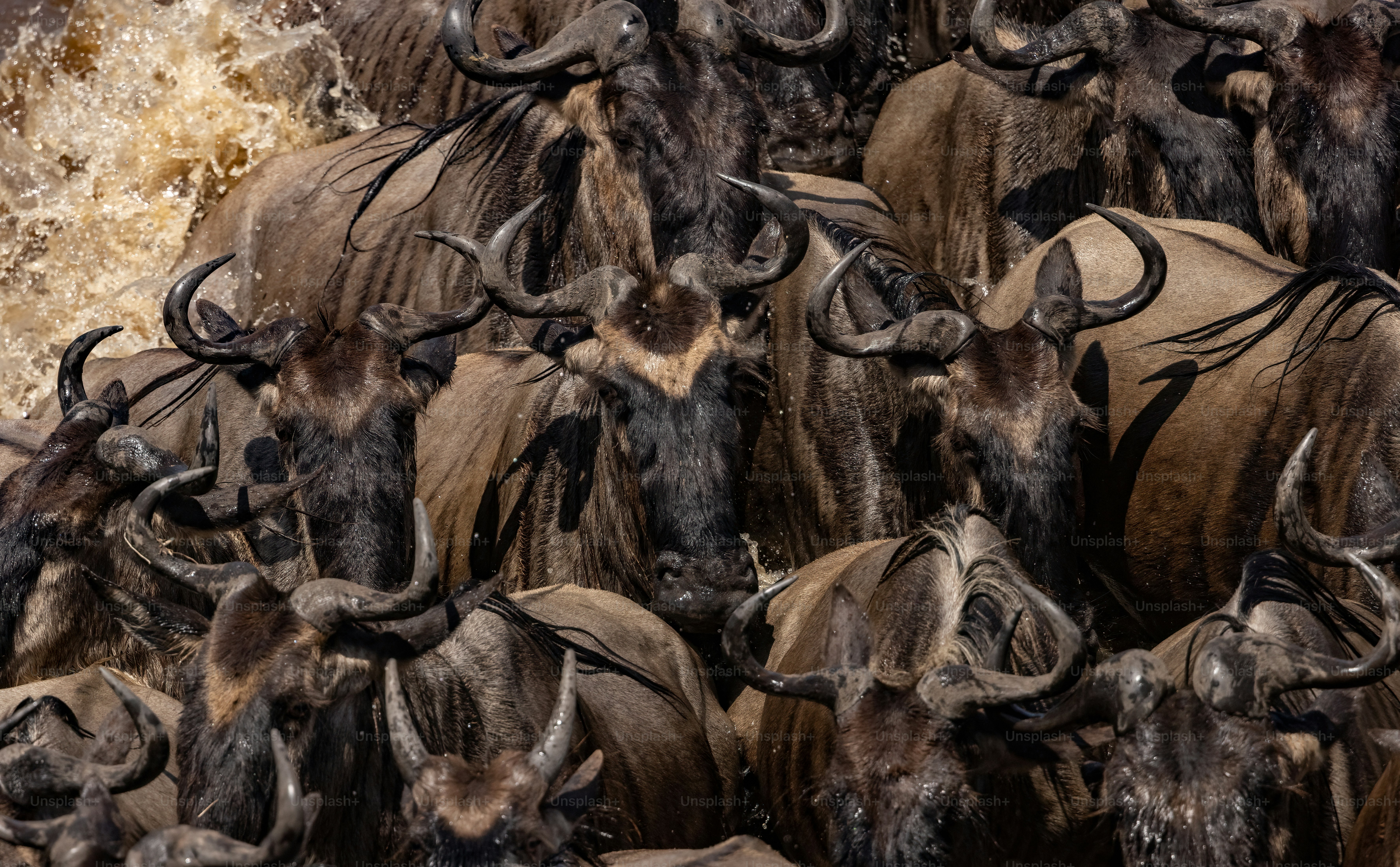 Foto La migración de ñus en África – Animal Imagen en Unsplash
