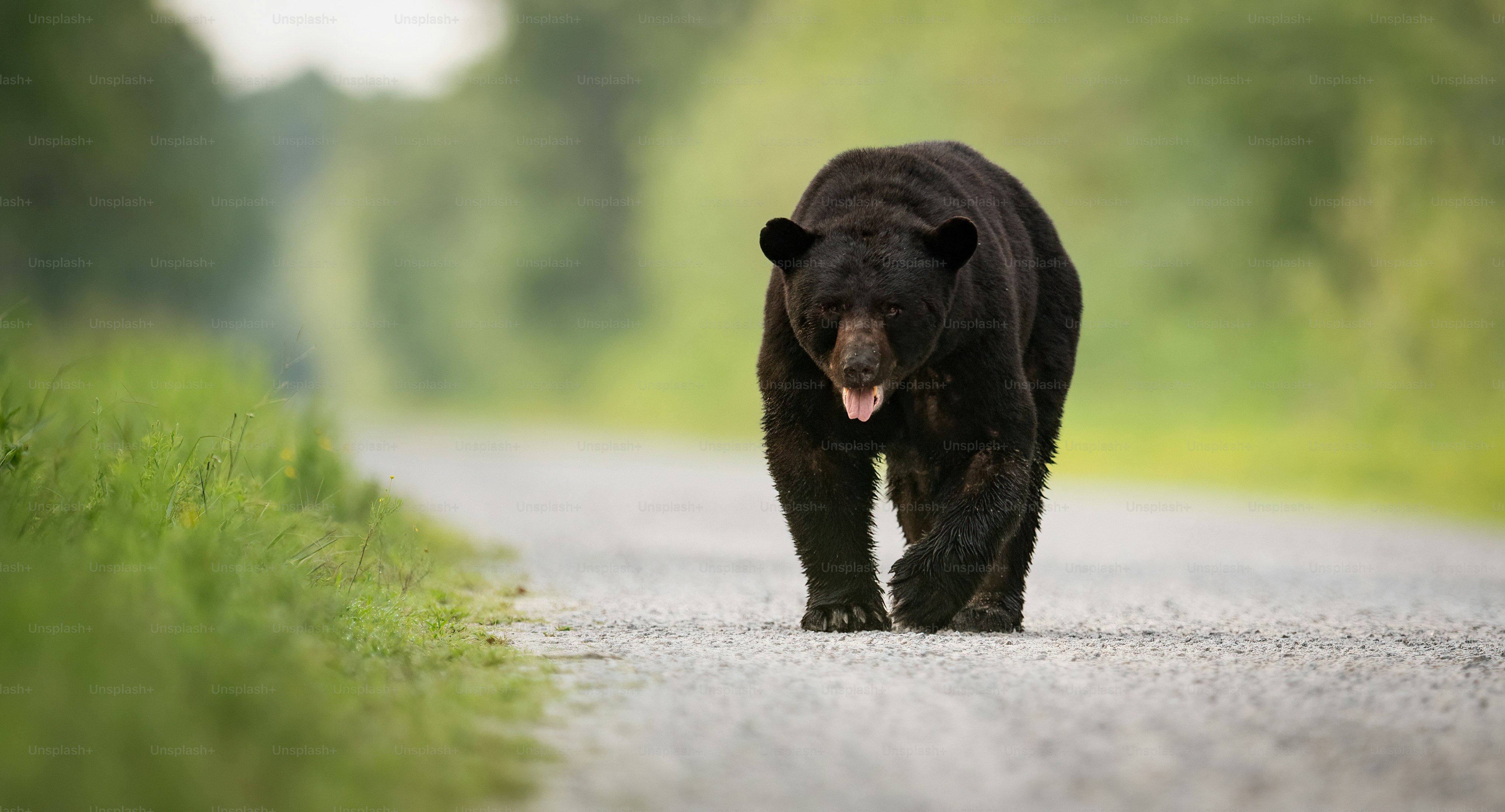 Um retrato de urso negro na floresta. foto – Imagem sobre Animal na ...