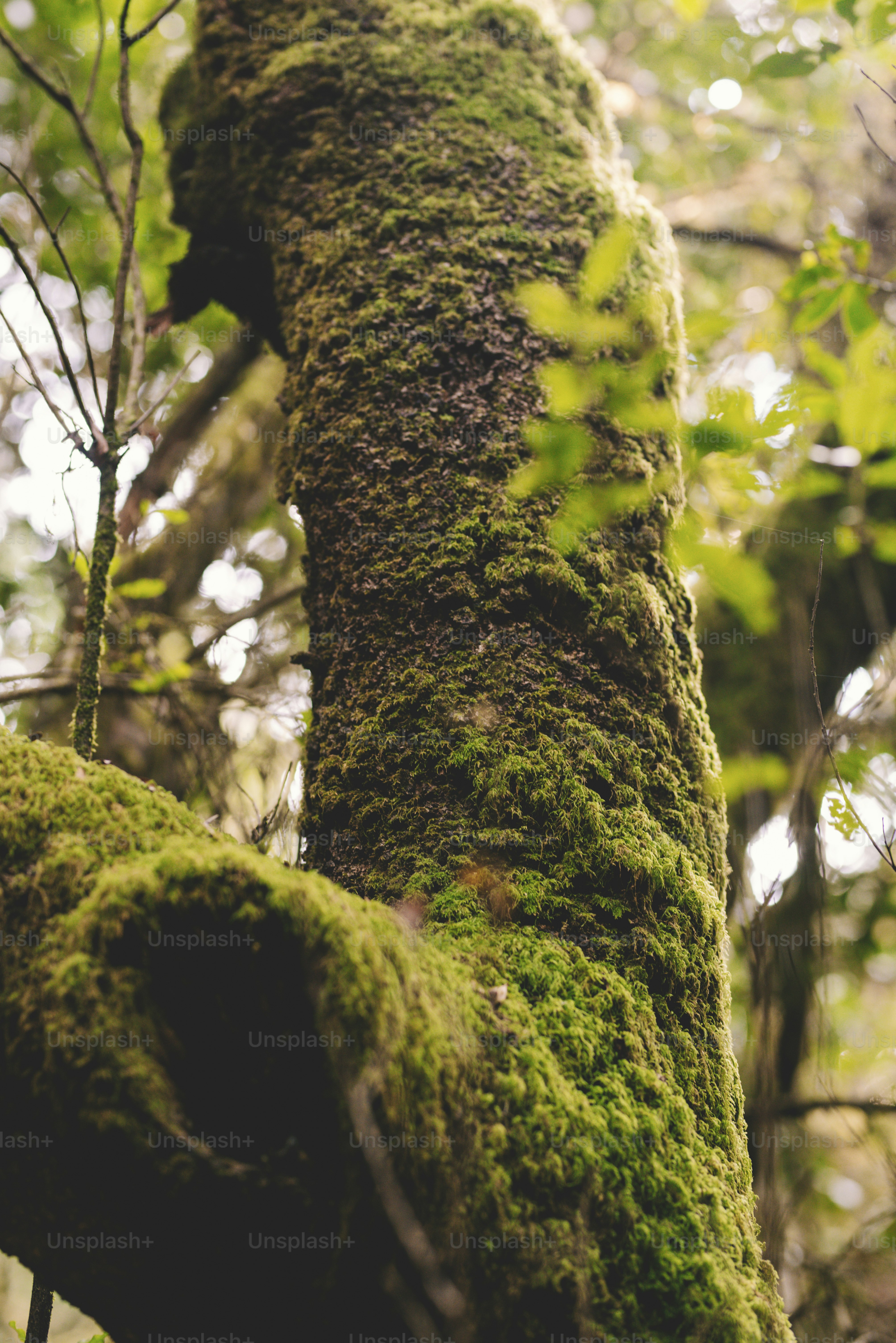 Close up of trunk tree with green musk in the forest woods - concept of ...