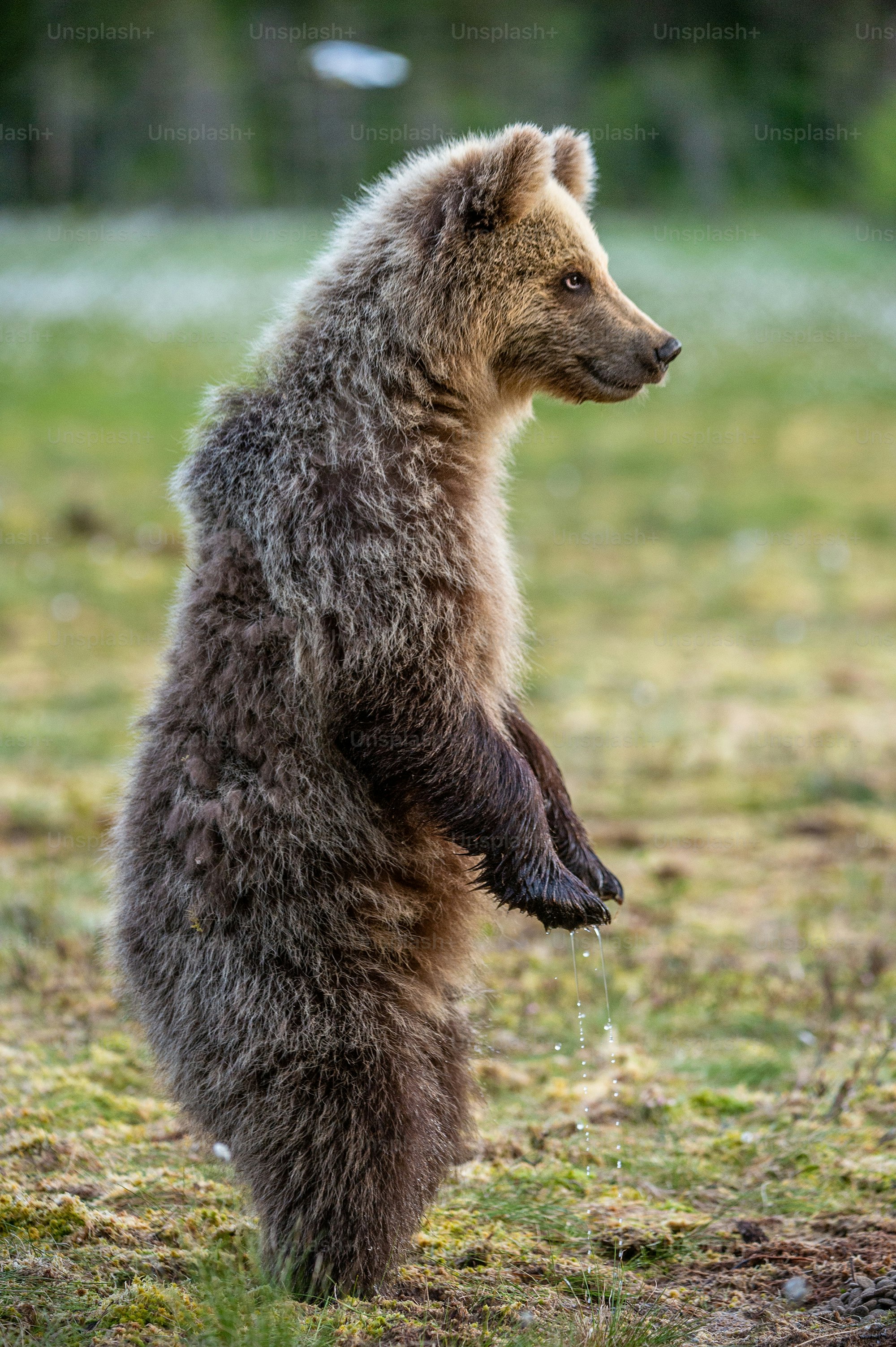 Bear cub on the swamp in the spring forest,. Bear Cub stands on its ...