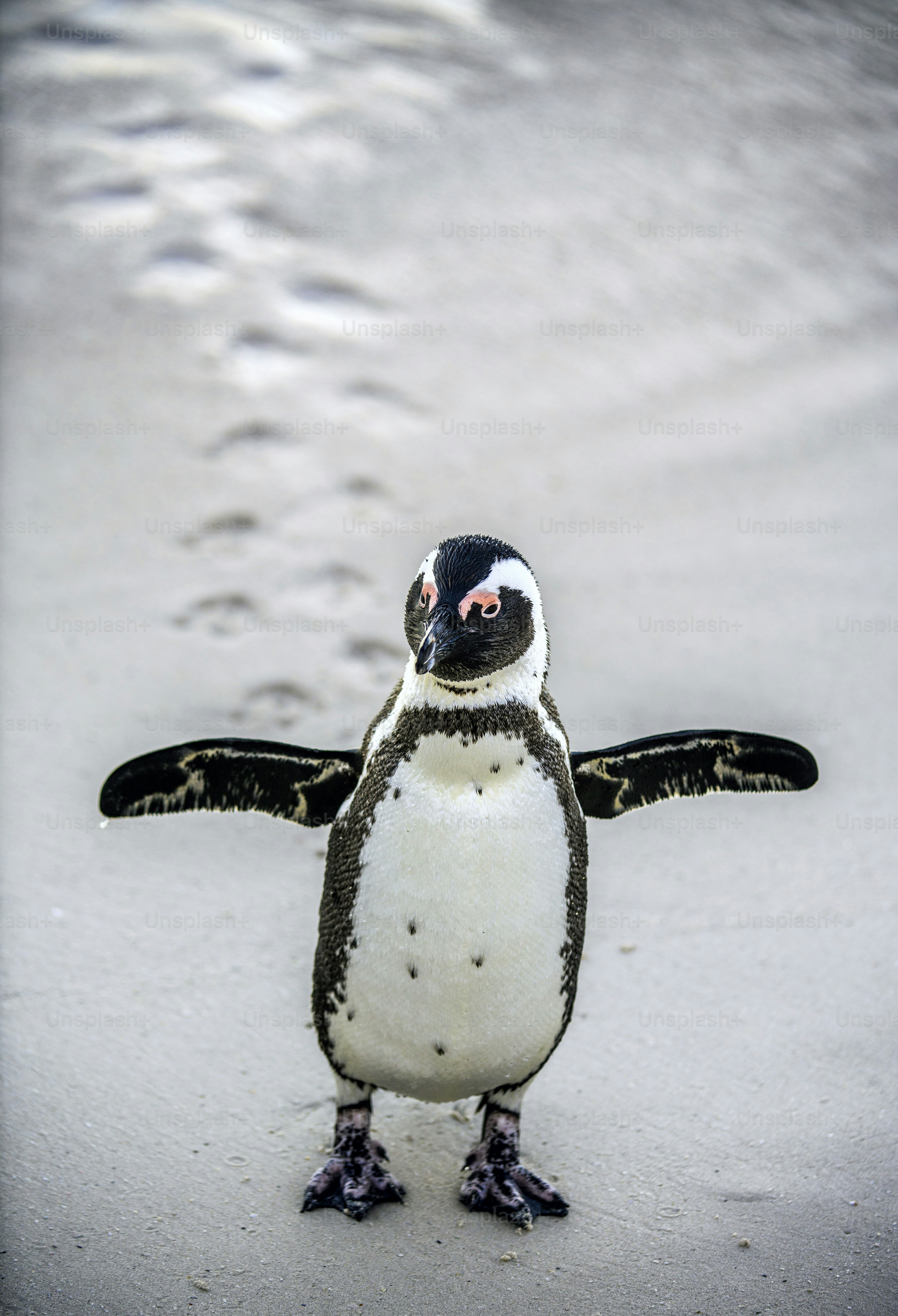 500+ Best Penguin Pictures [HD] | Download Free Images on Unsplash