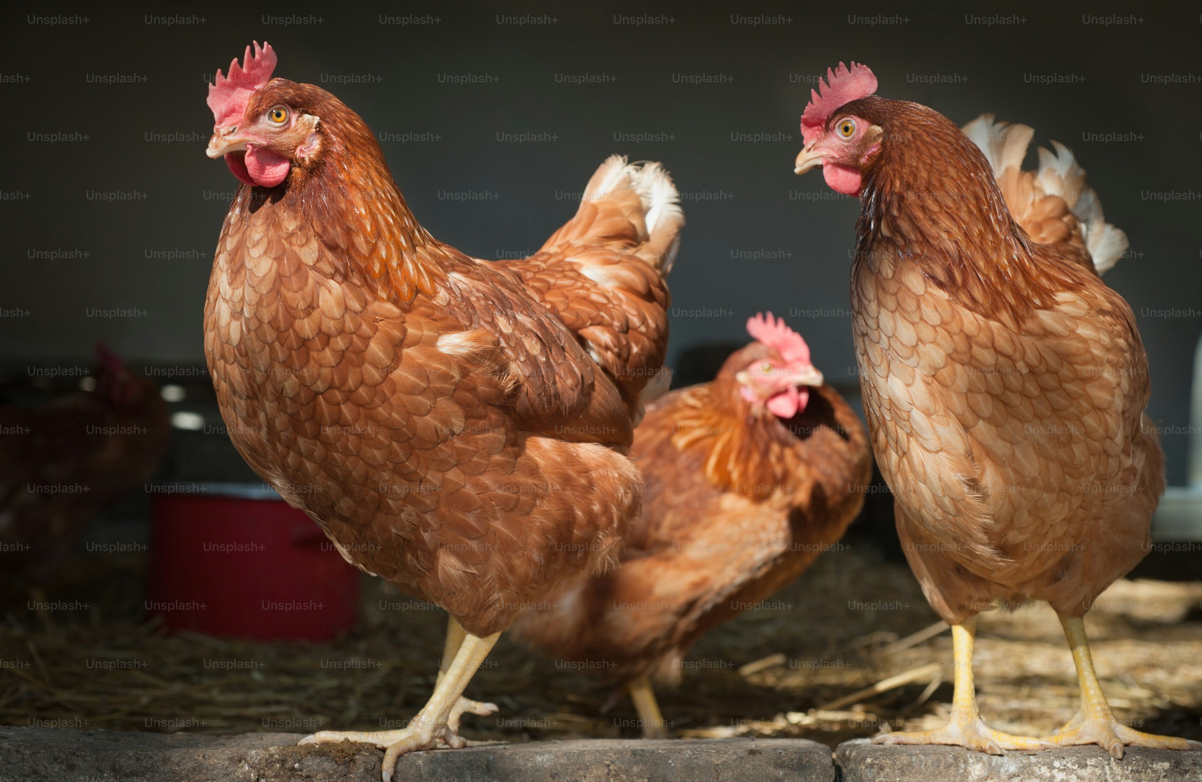 500+ Poultry Pictures [HD] | Download Free Images on Unsplash