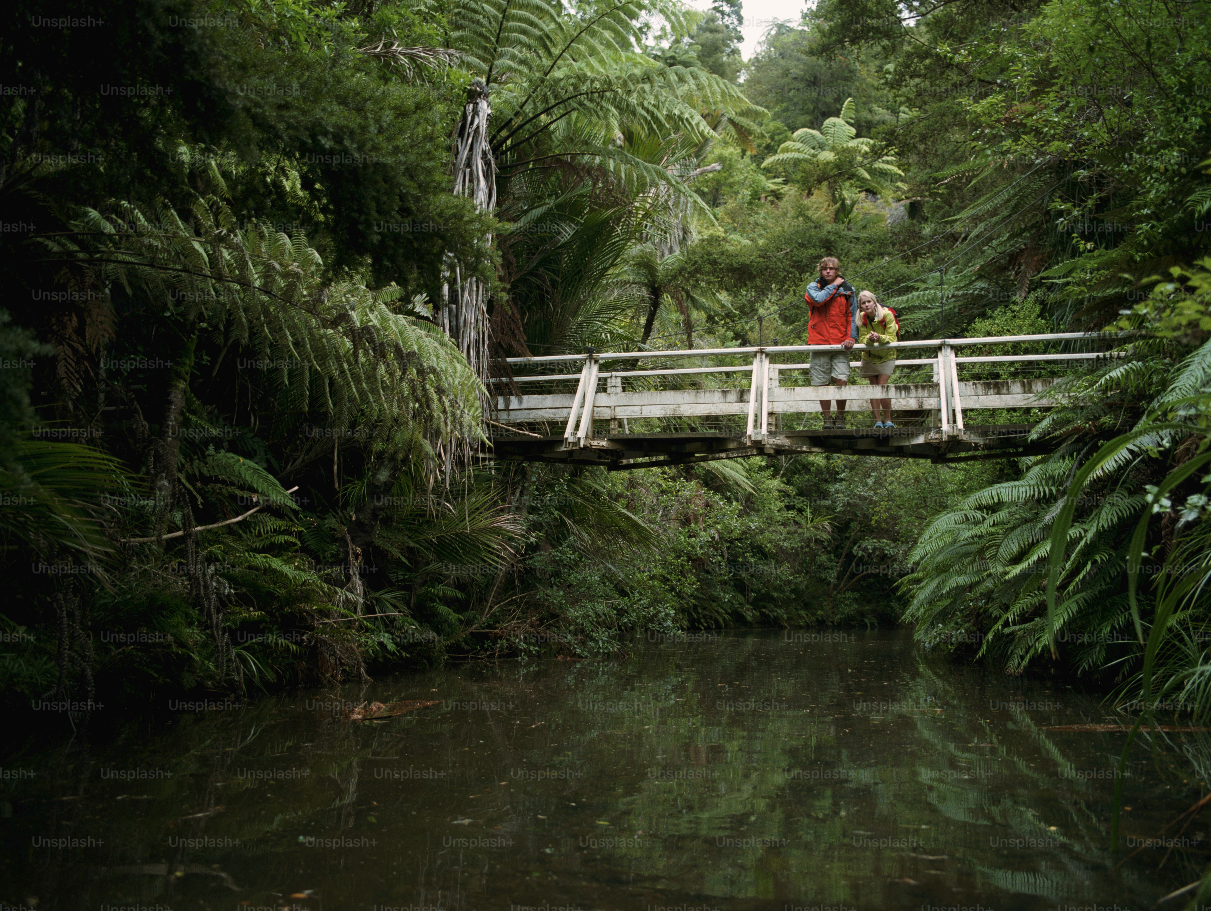 Waitakere Ranges Regional Park, North Island, New Zealand photo ...