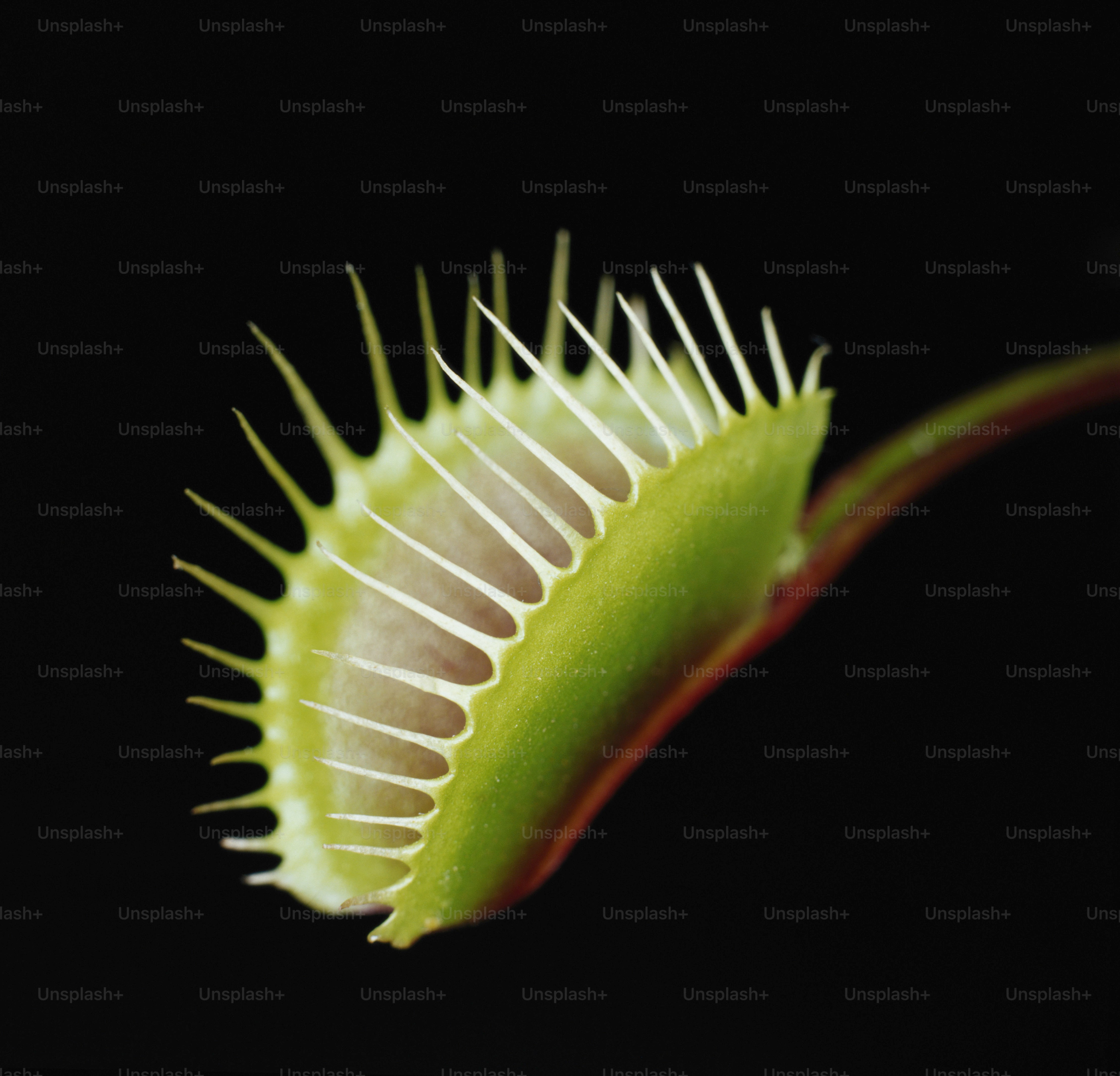 Micro Nature Pictures | Download Free Images on Unsplash