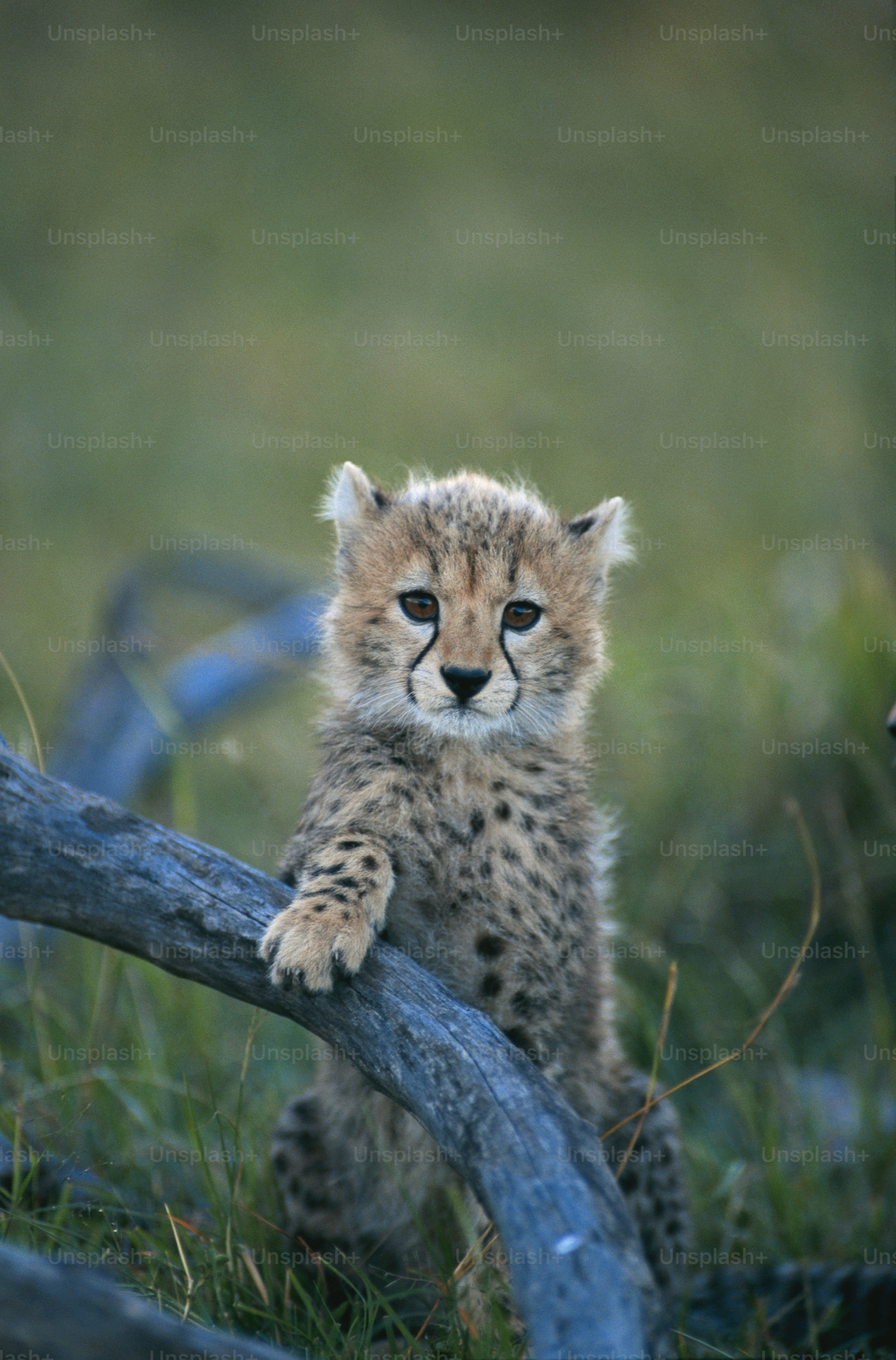 A small cheetah cub sitting on top of a log photo – Full length Image ...