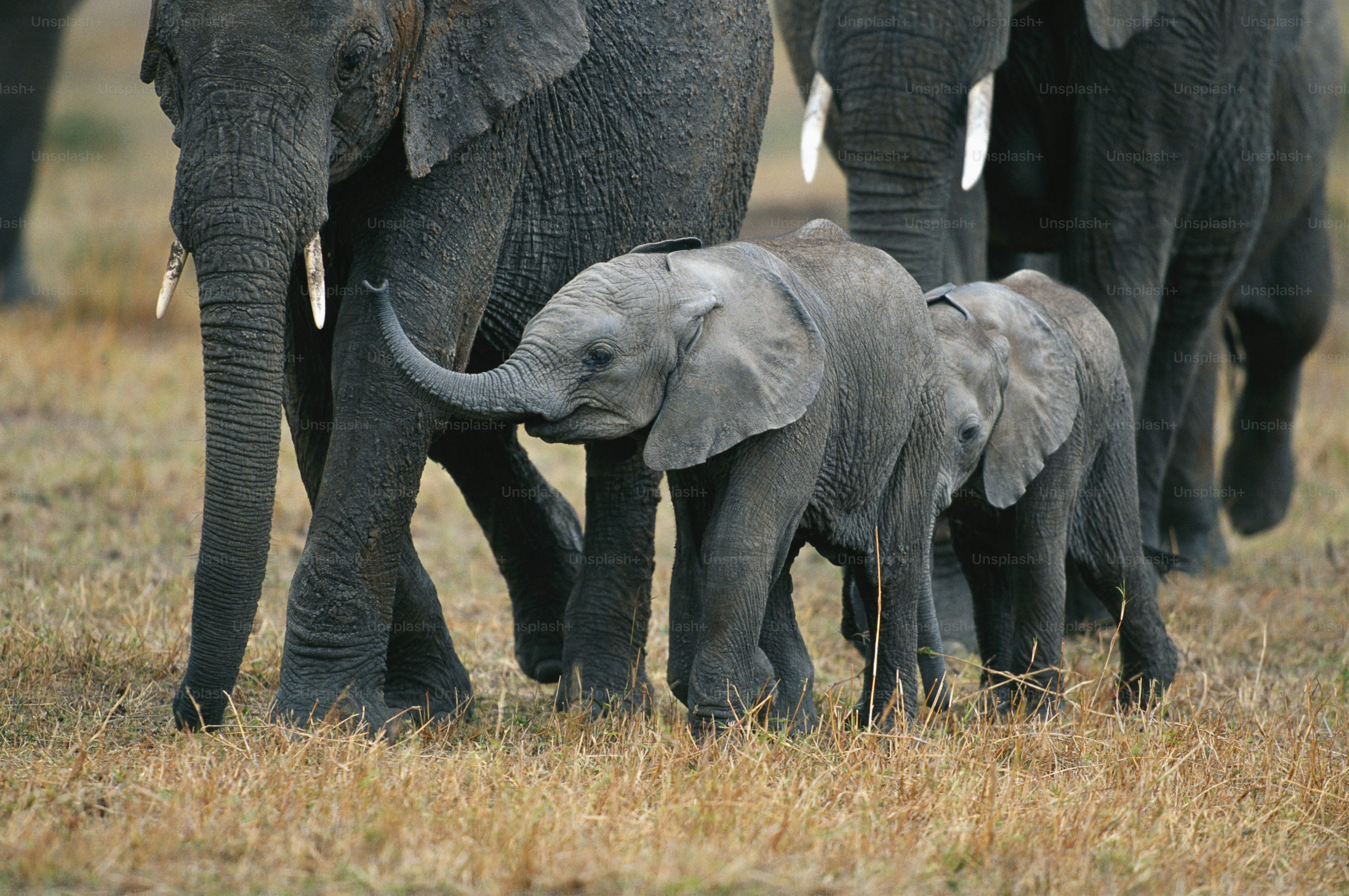 Elephant Family Pictures | Download Free Images on Unsplash