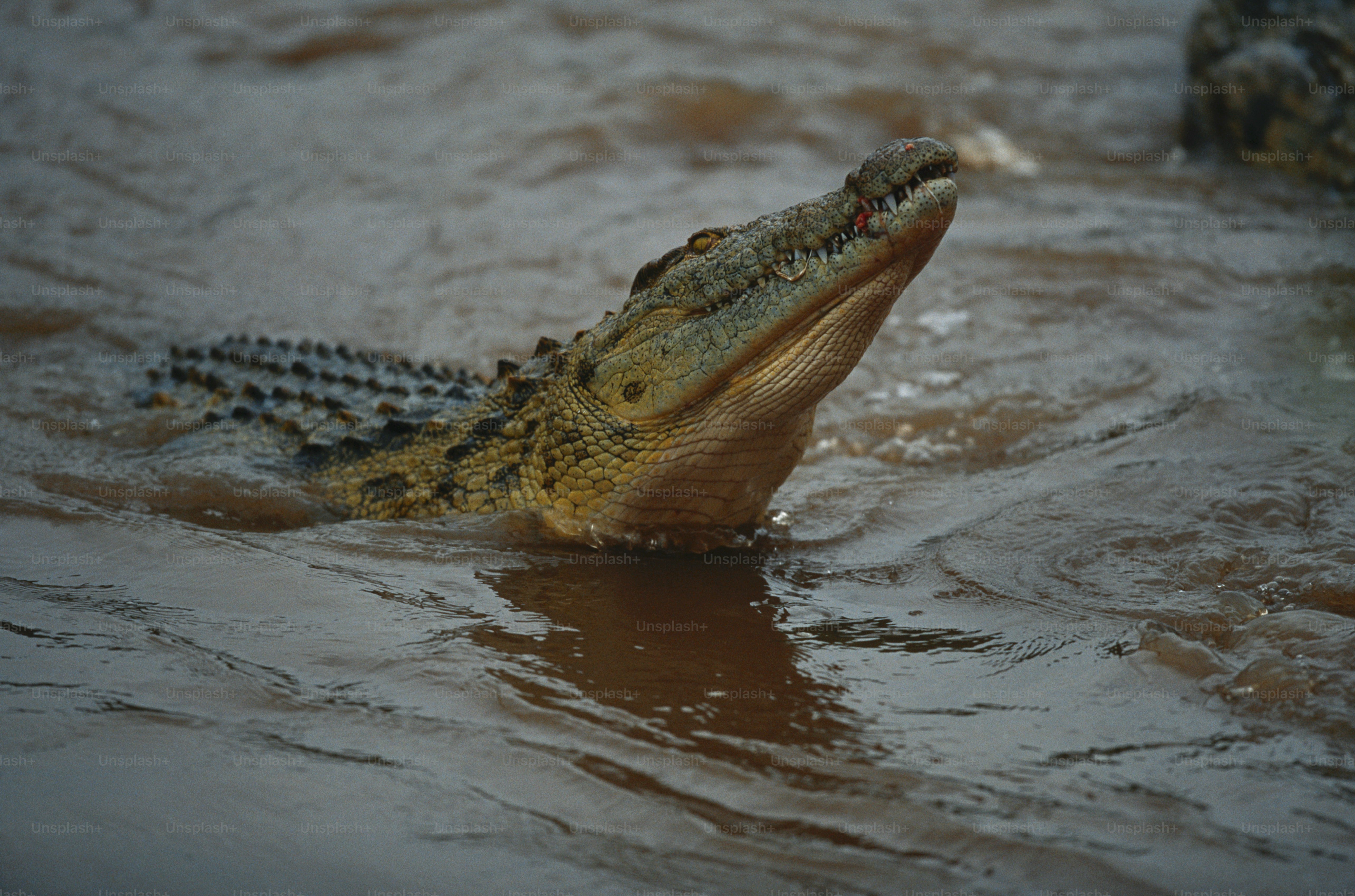 Foto Un gran caimán está nadando en el agua – Cocodrilo del Nilo Imagen ...