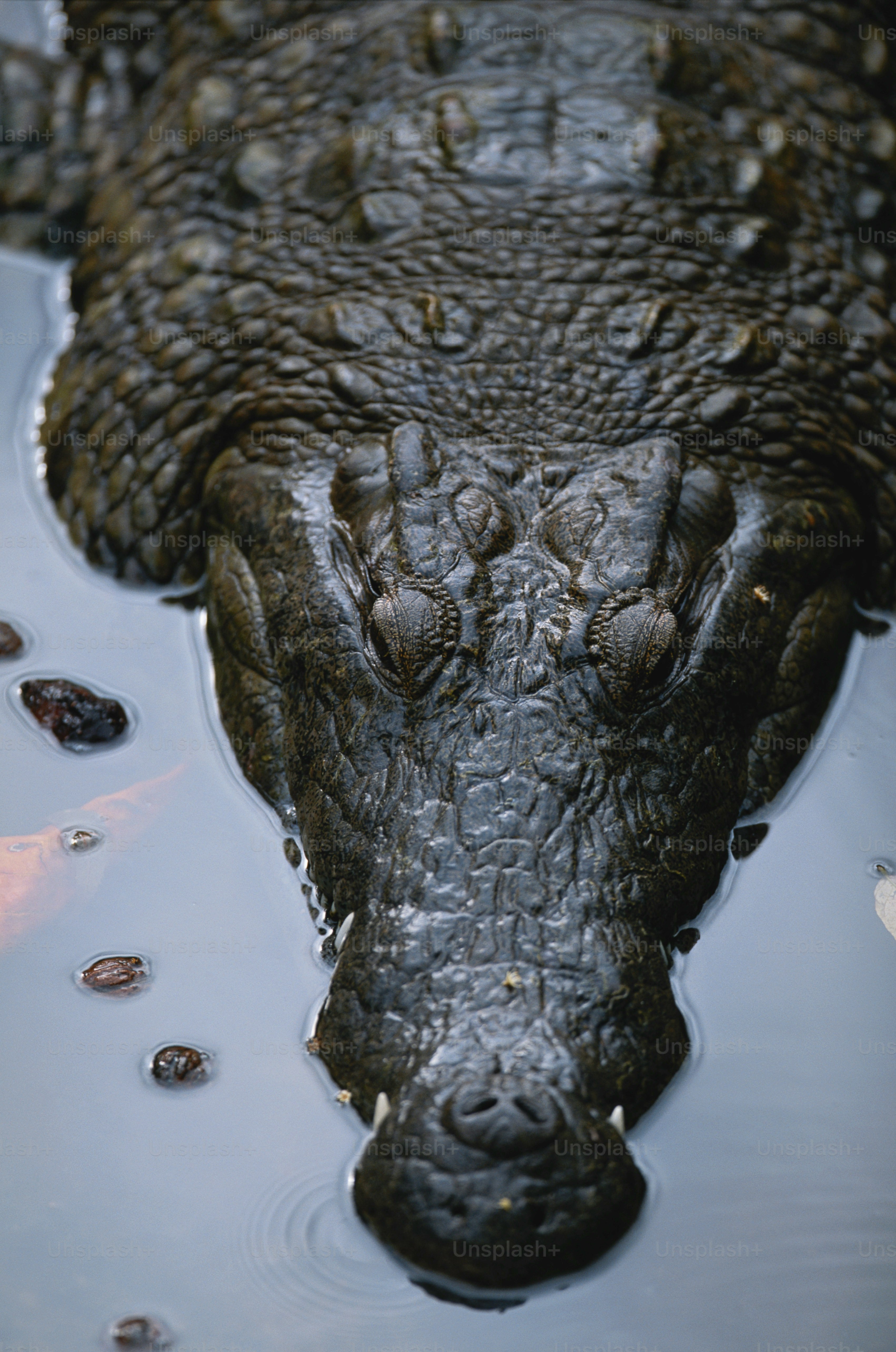 A close up of a crocodile's head in water photo – Crocodile Image on ...