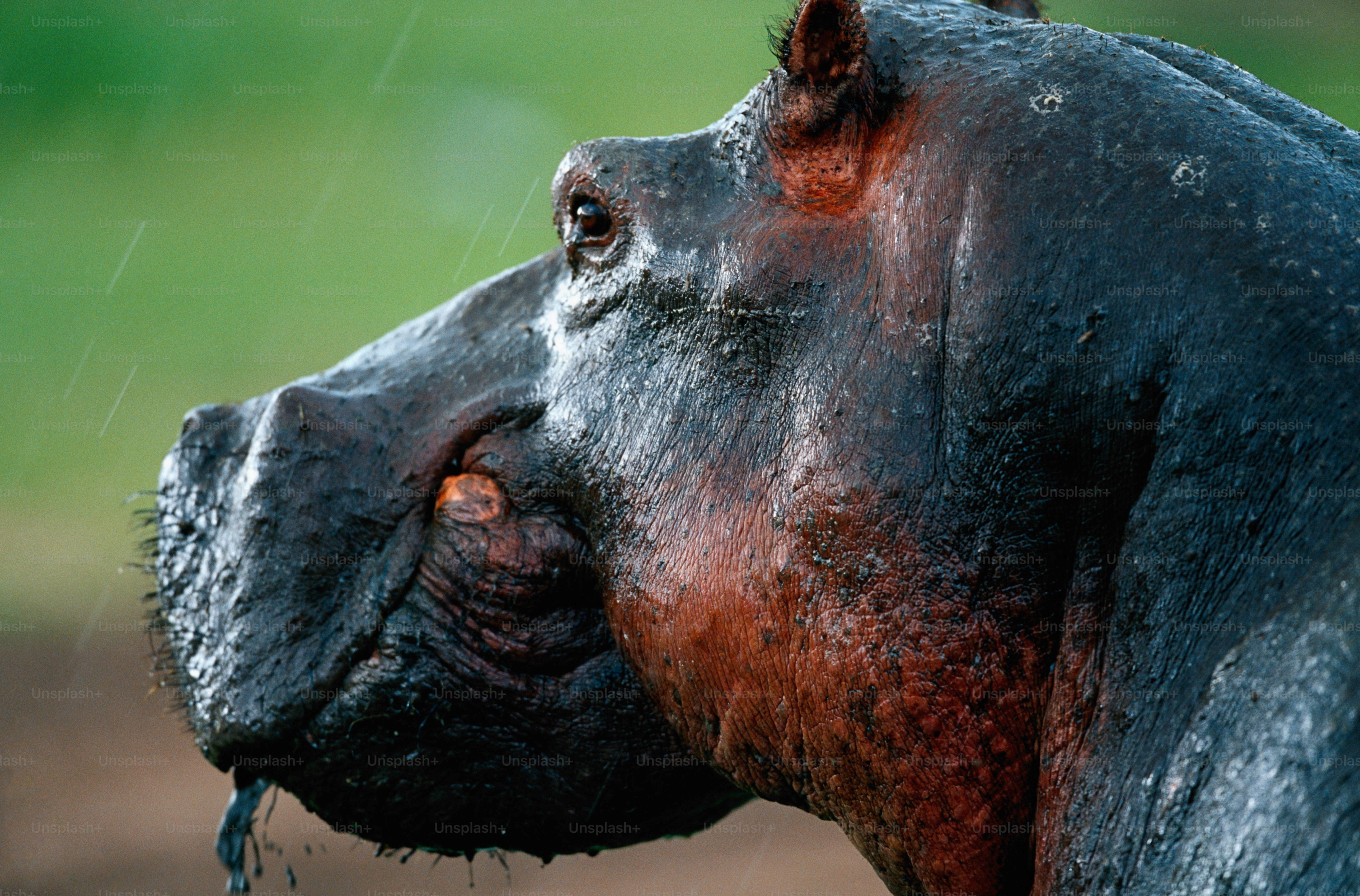 500+ Big Animal Pictures [HD] | Download Free Images on Unsplash