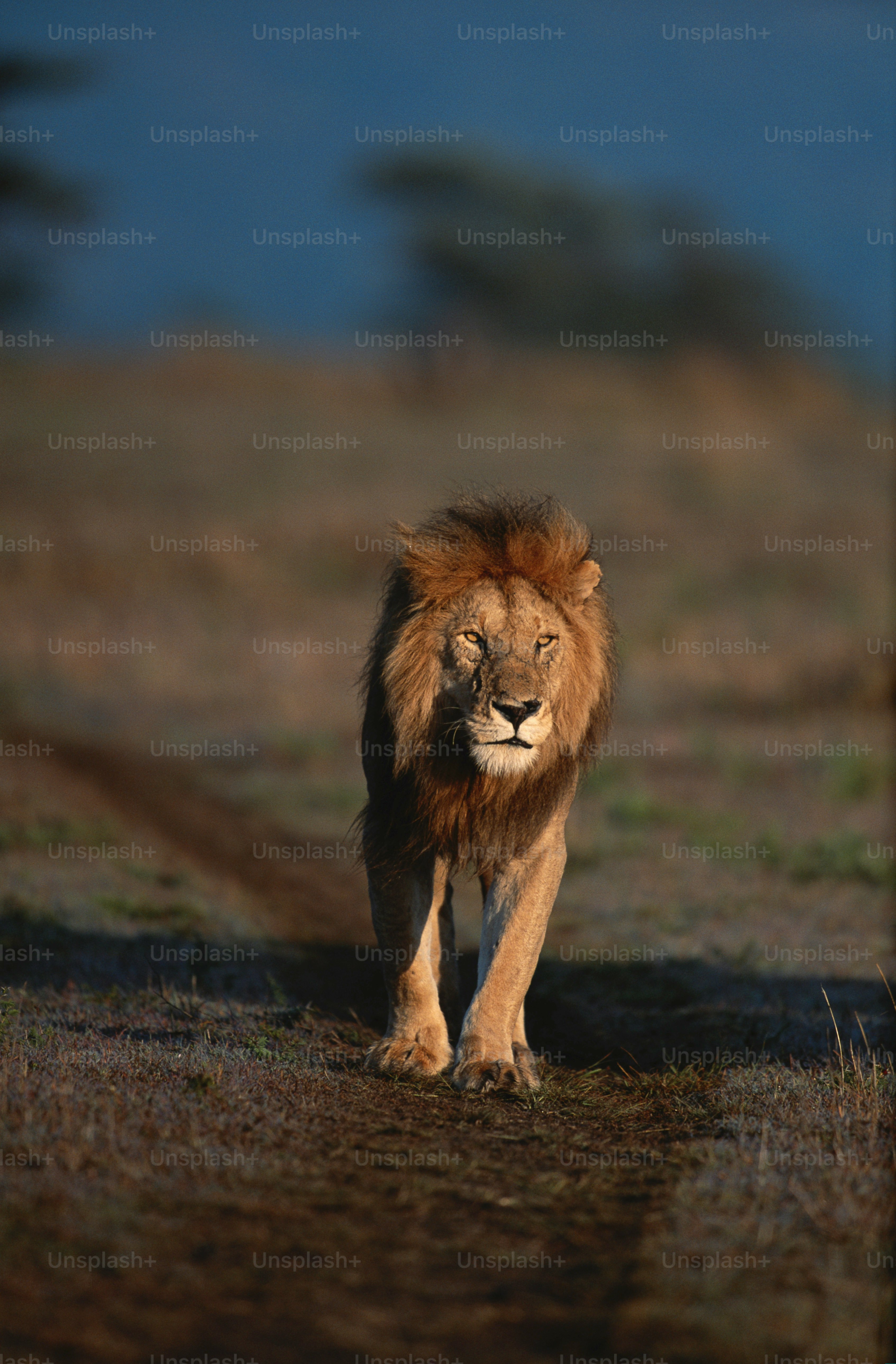 A lion walking across a grass covered field photo – Wildlife ...