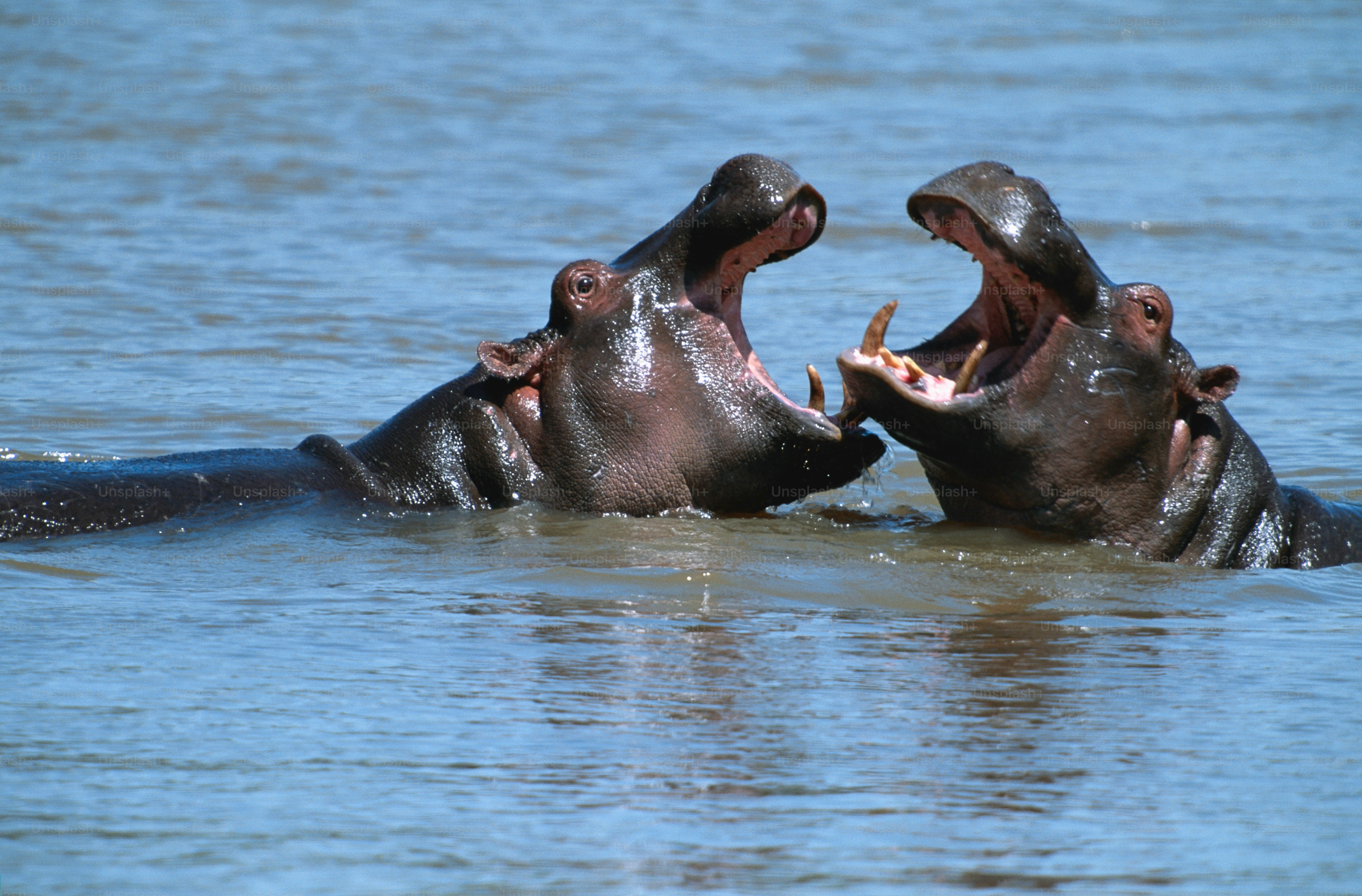 A couple of hippos playing in the water photo – Hippopotamus Image on ...