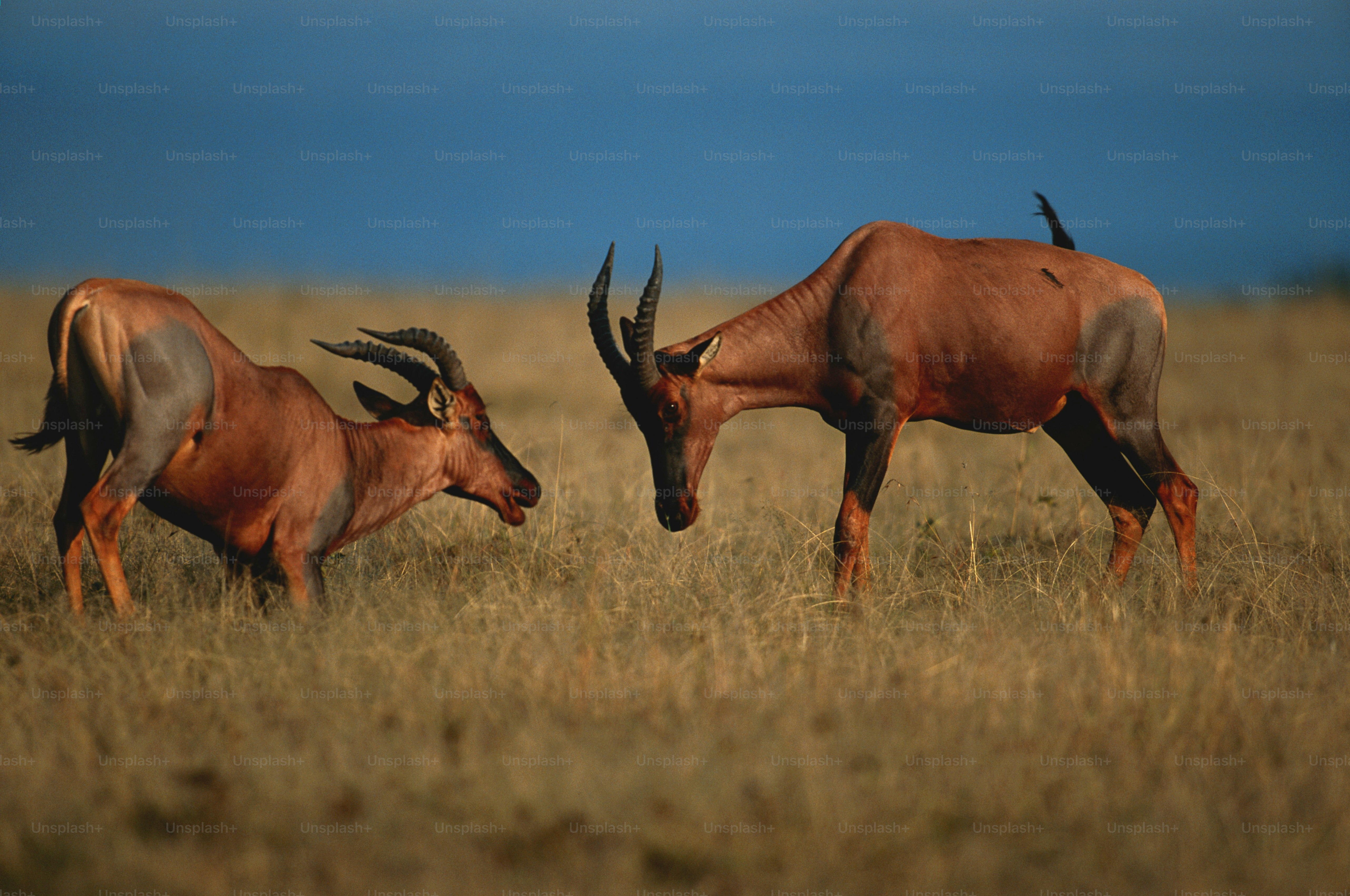A couple of animals that are standing in the grass photo – Day Image on ...