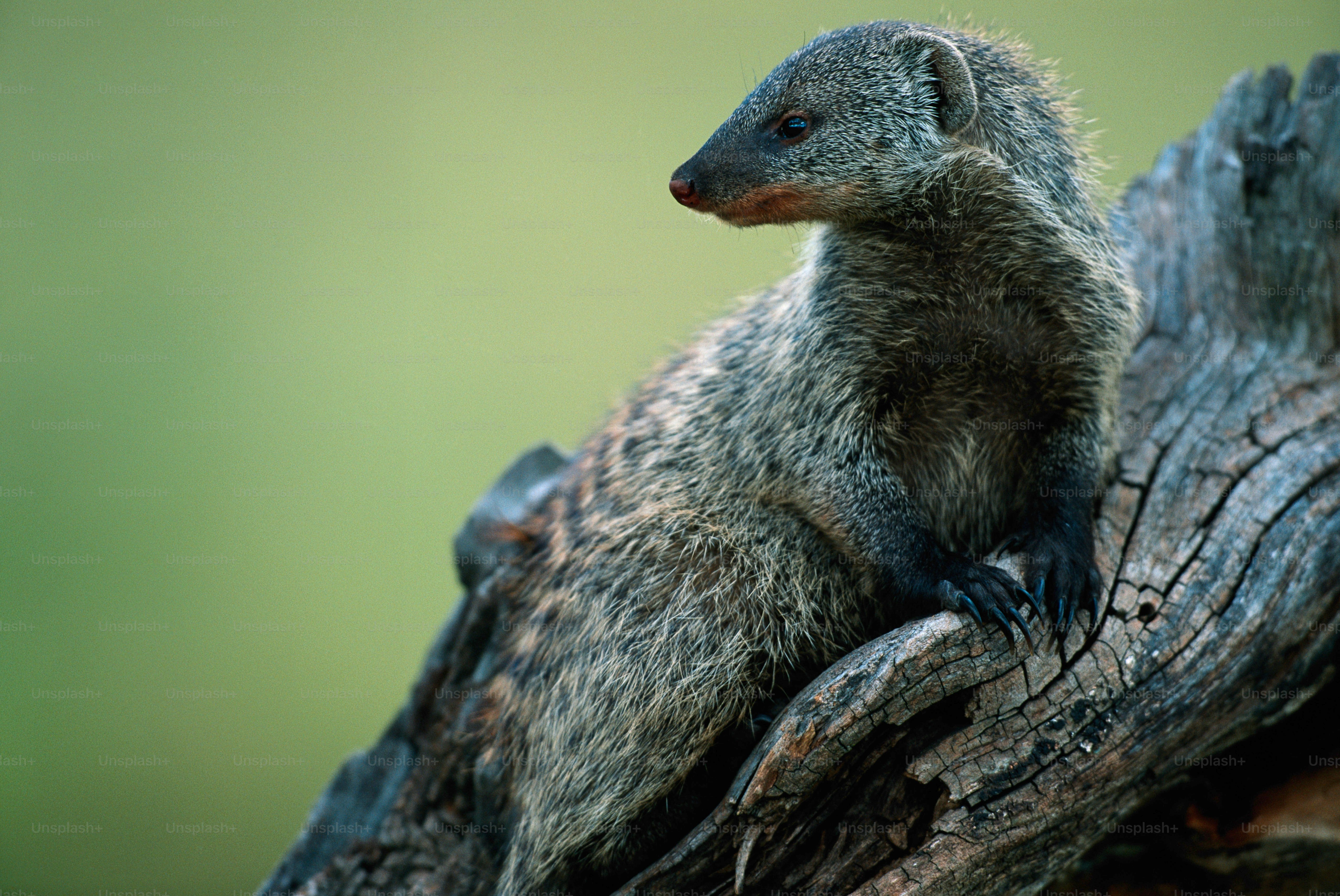 A small animal sitting on top of a tree branch photo – Mongoose Image ...