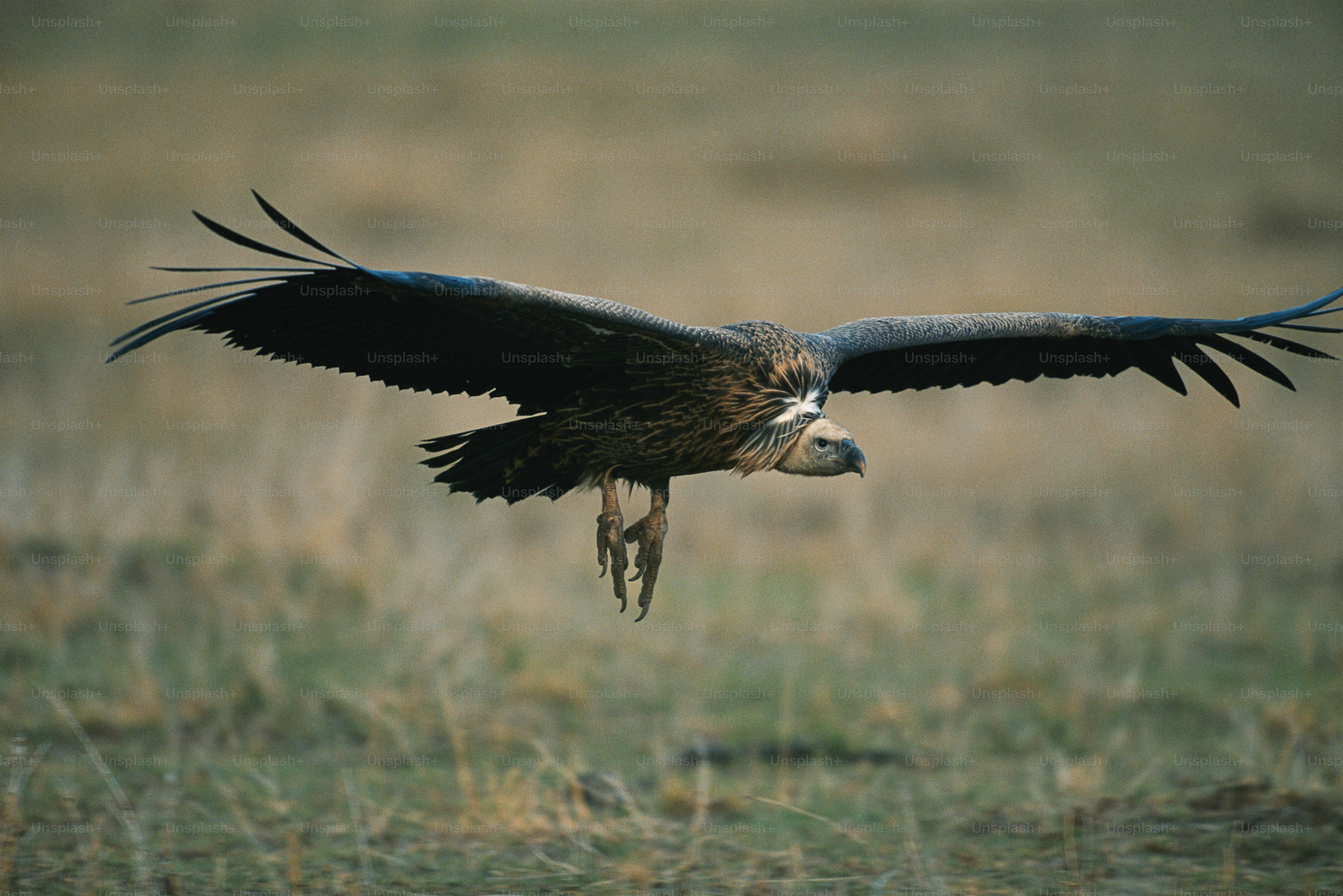 A large bird of prey flying through the air photo – Bird Image on Unsplash
