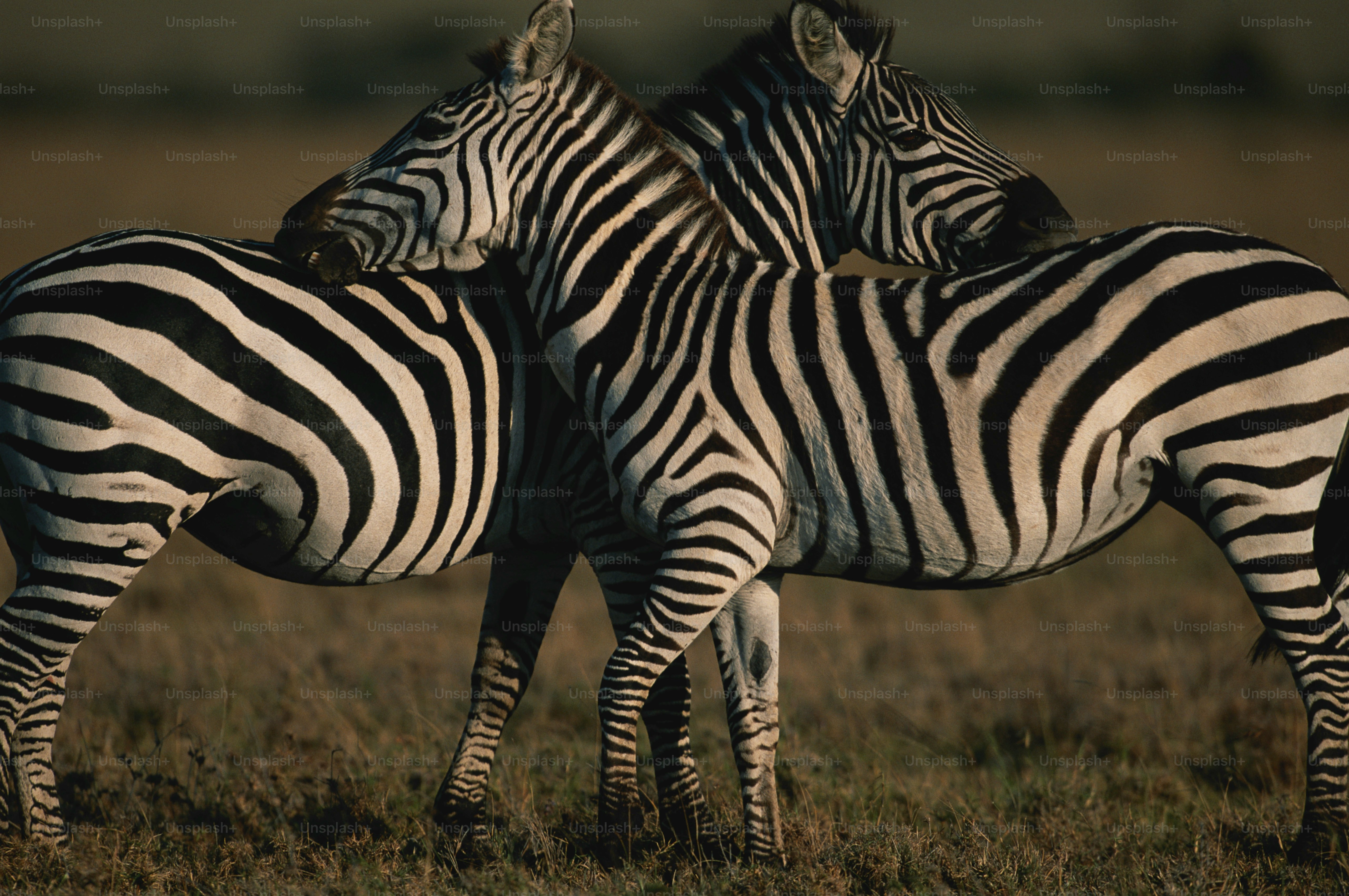 A couple of zebra standing next to each other on a field photo – Zebra ...