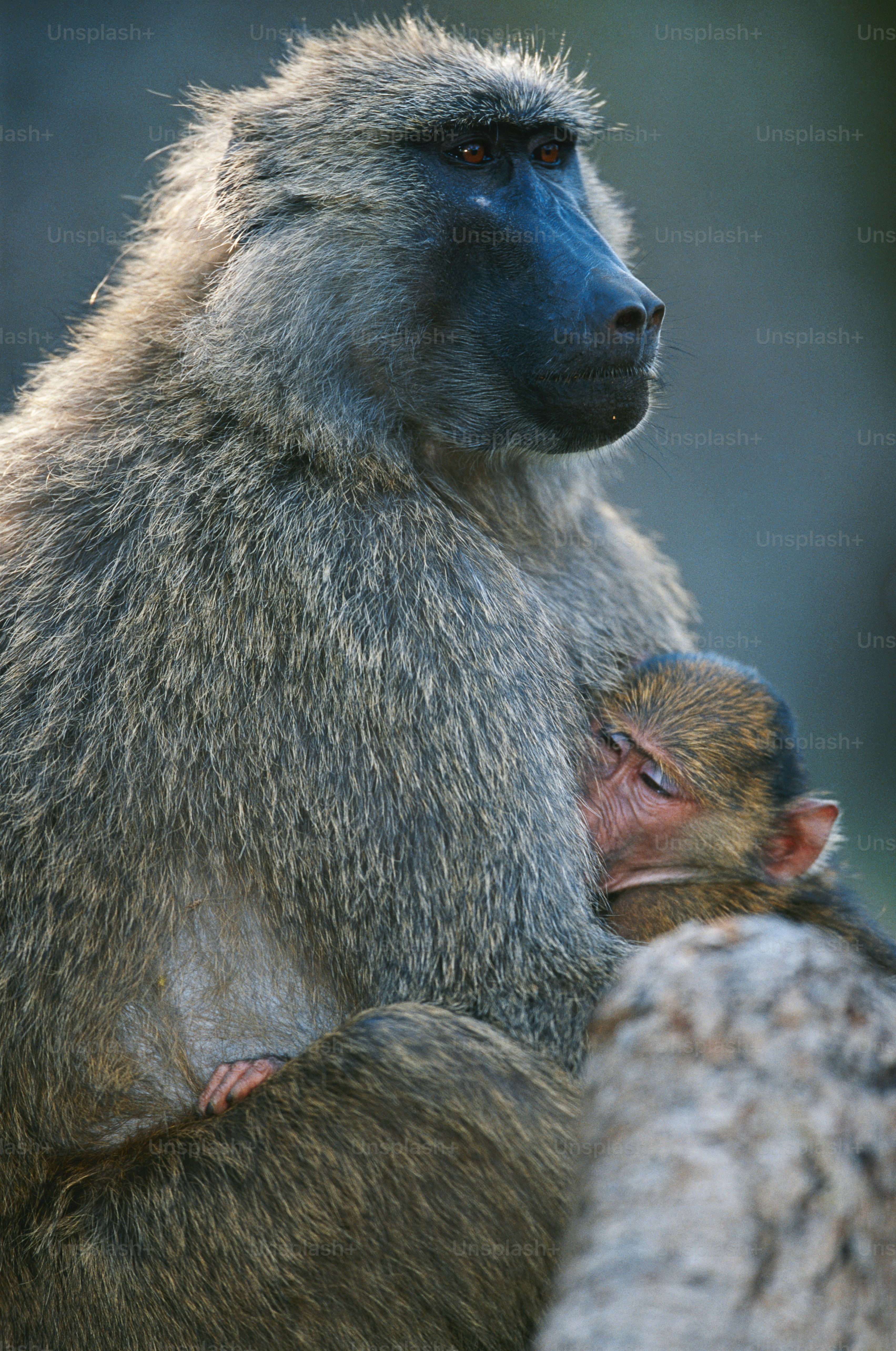 A mother baboon and her baby sitting on a rock photo – No people Image ...