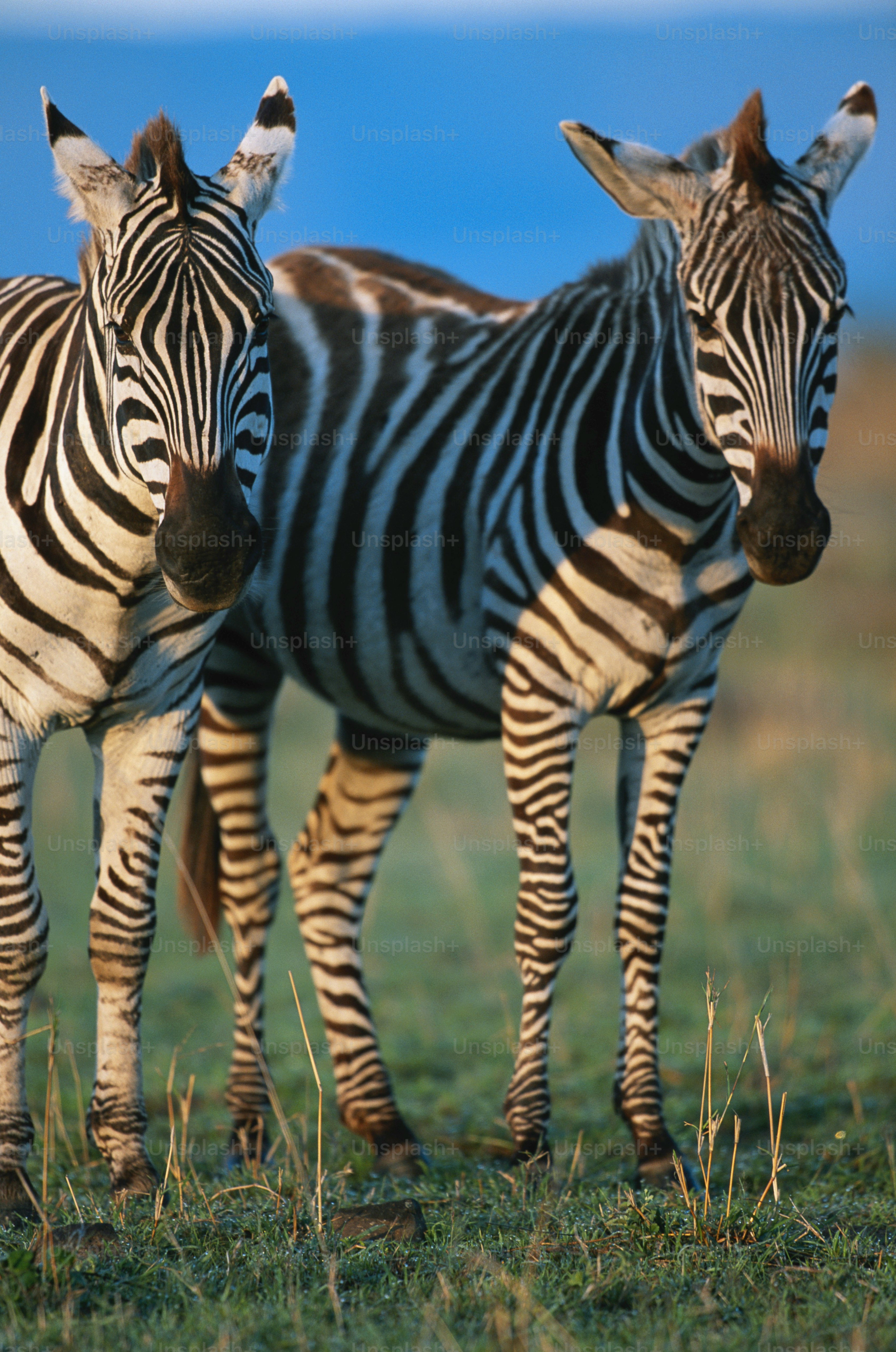 A couple of zebra standing next to each other on a field photo ...