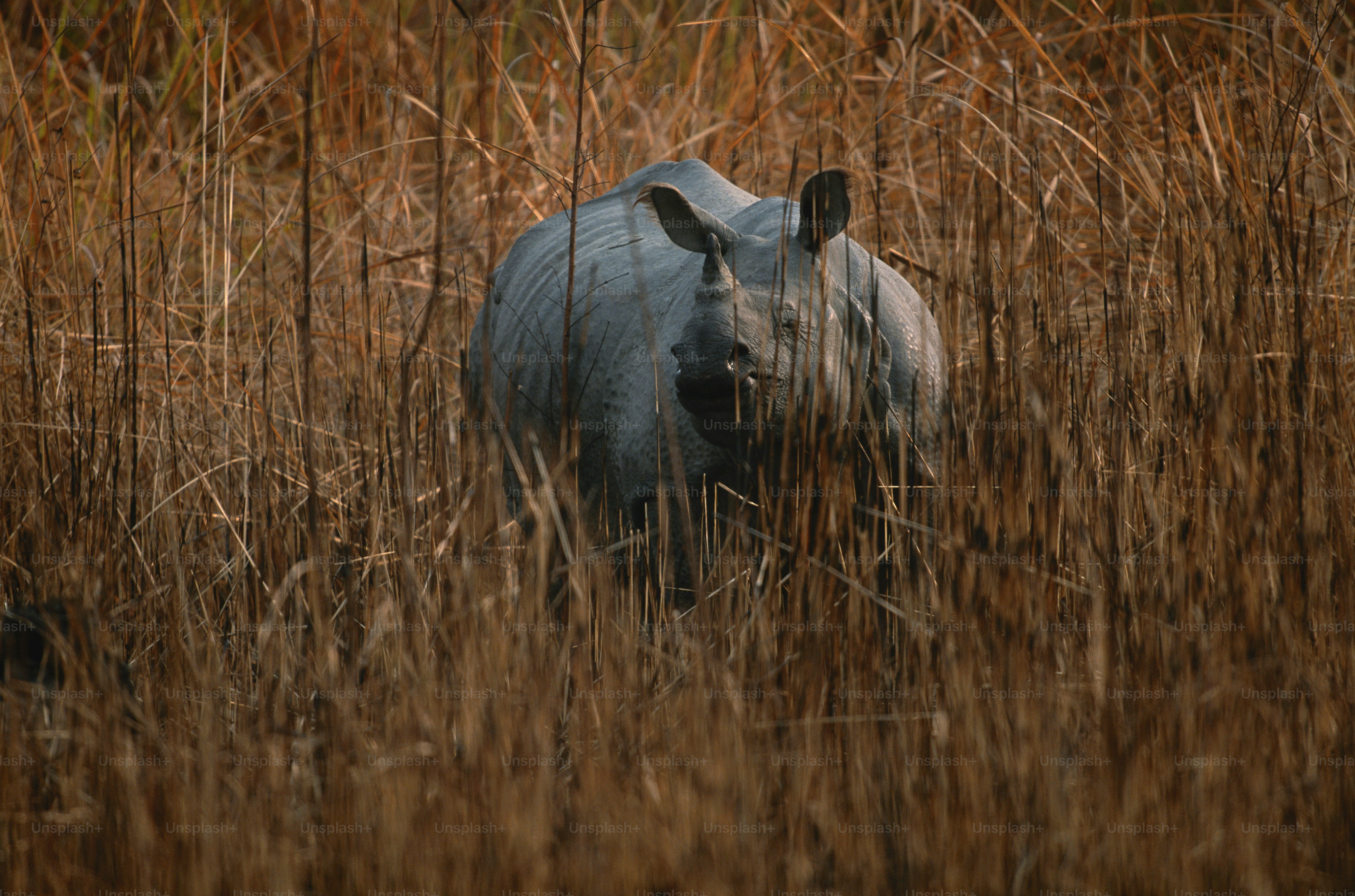 A rhinoceros standing in a field of tall grass photo – Rhino Image on ...