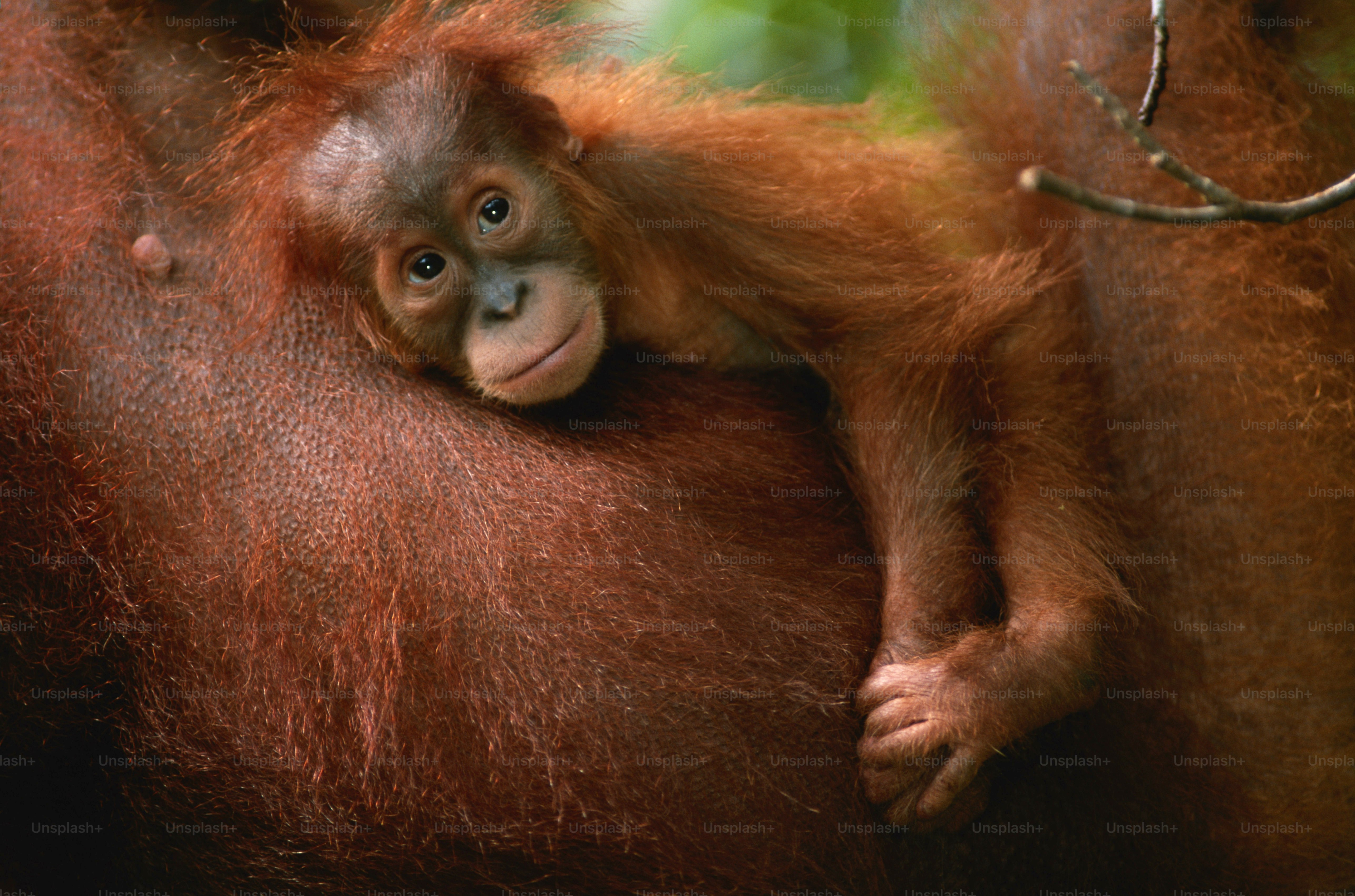 A baby oranguel hangs on the back of an adult oranguel photo ...
