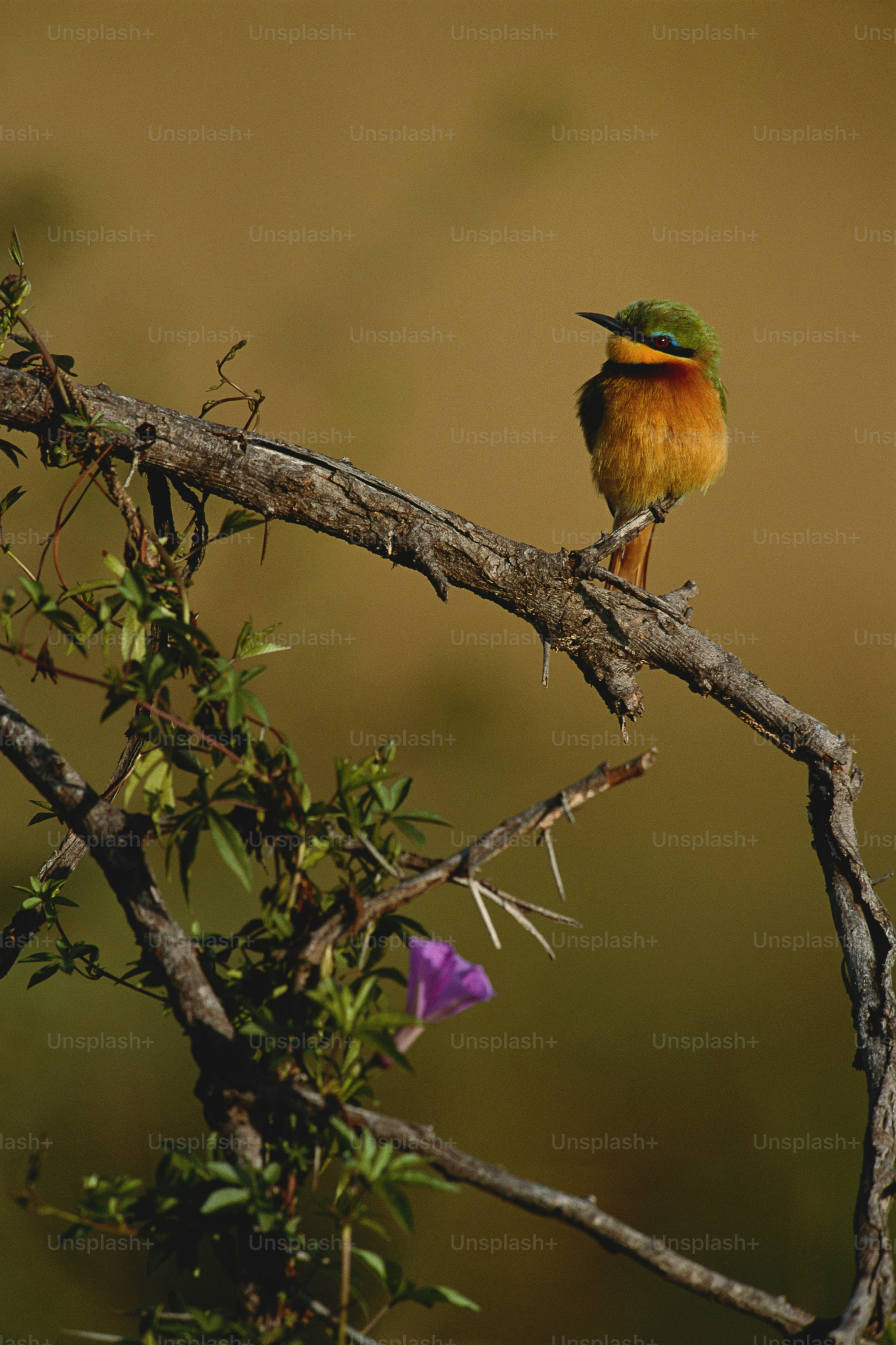 A small bird perched on a tree branch photo – Side view Image on Unsplash