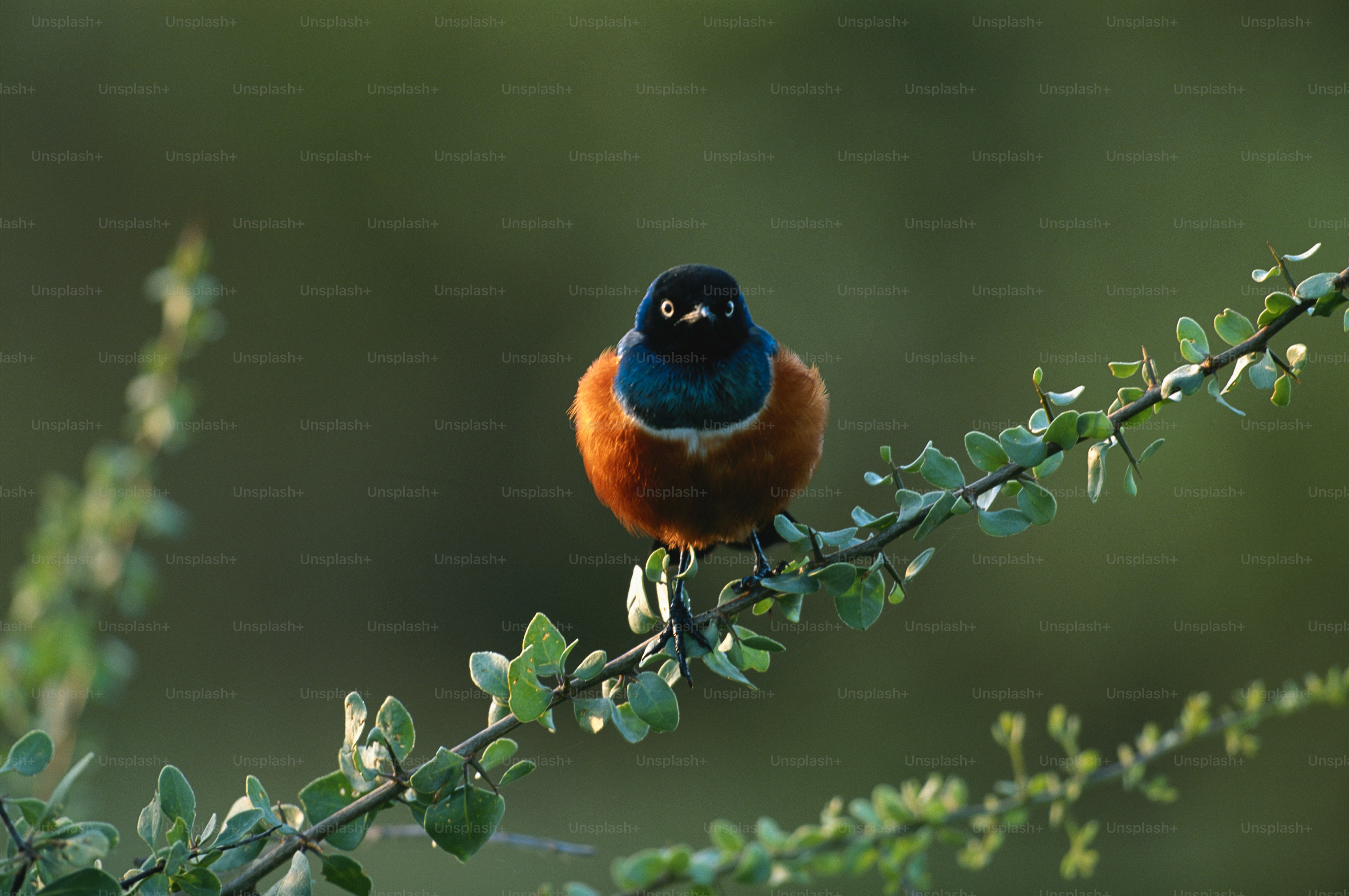 A small bird perched on a branch with leaves photo – Bird Image on Unsplash