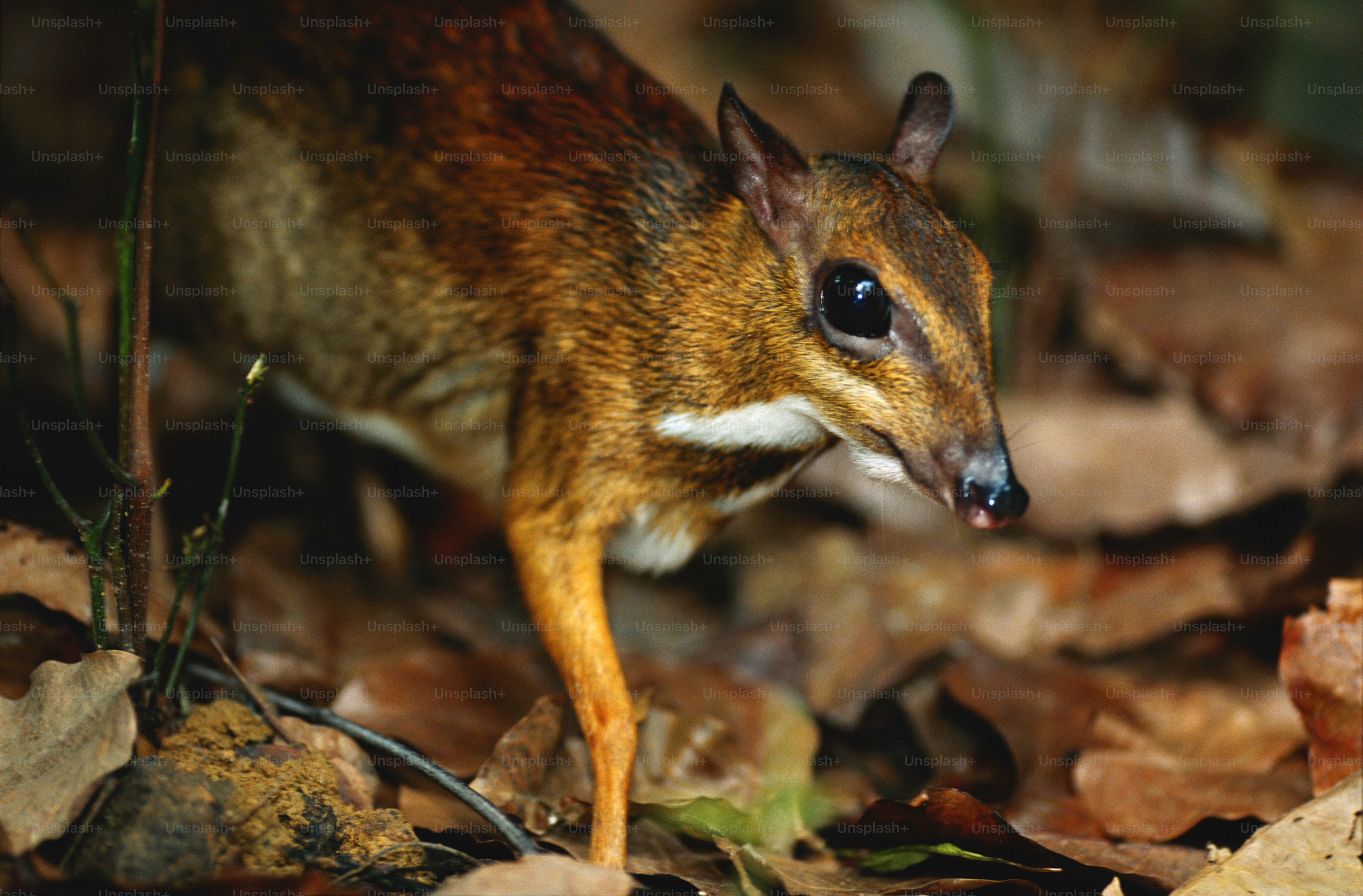 A small animal standing on top of leaves photo – Asia Image on Unsplash