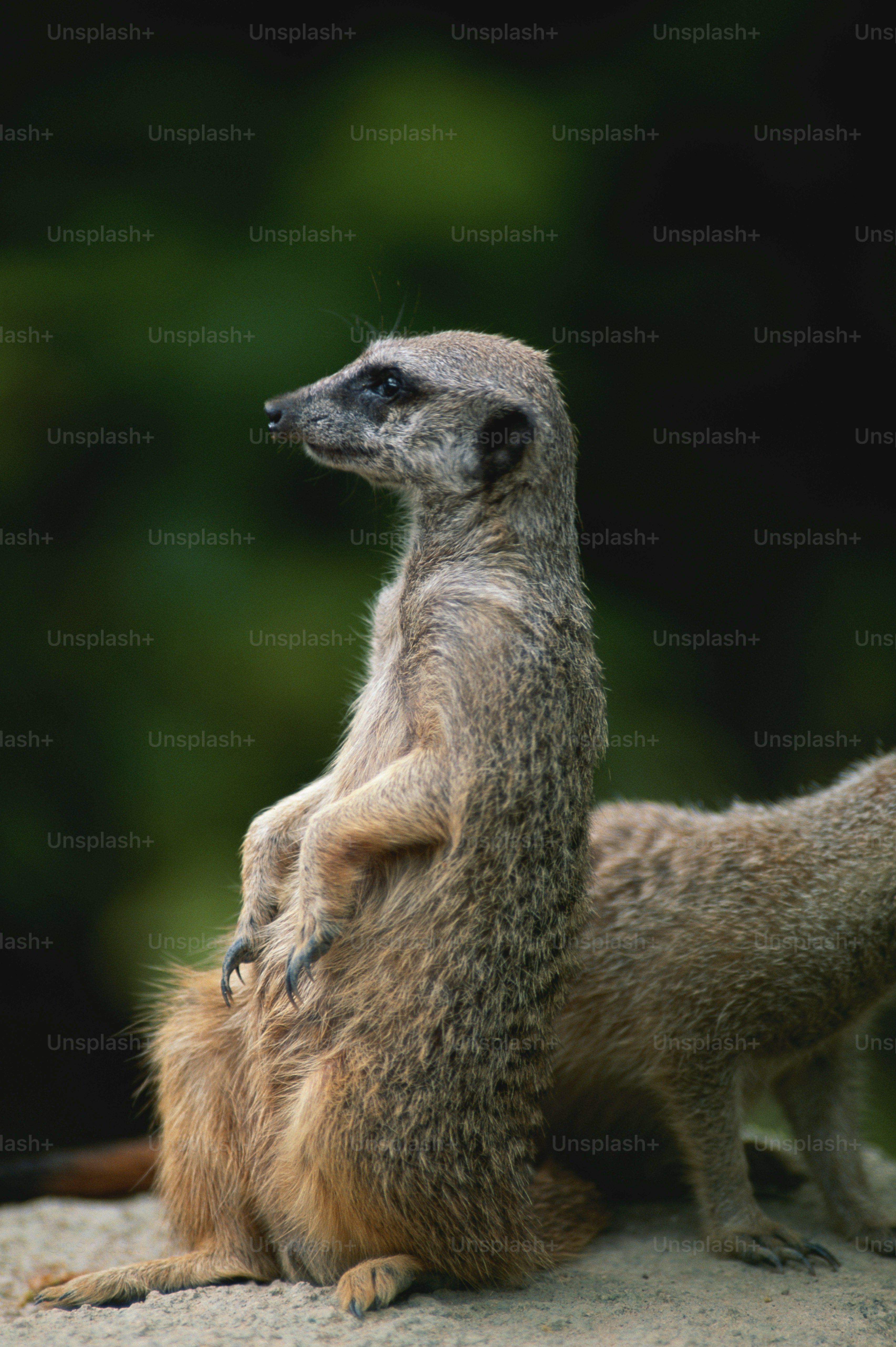 A couple of small animals standing on top of each other photo ...