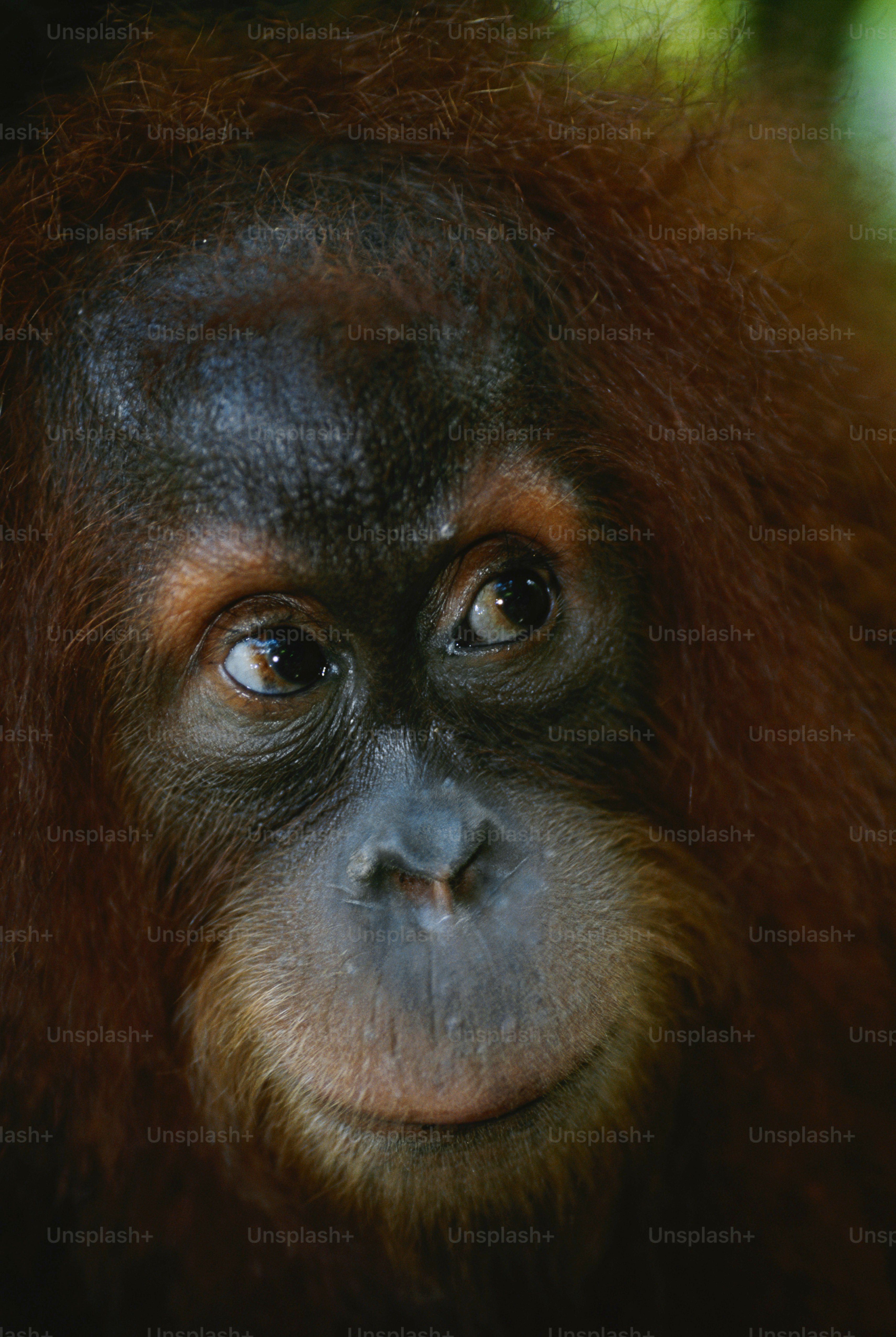 1000+ Orangutan Pictures | Download Free Images on Unsplash