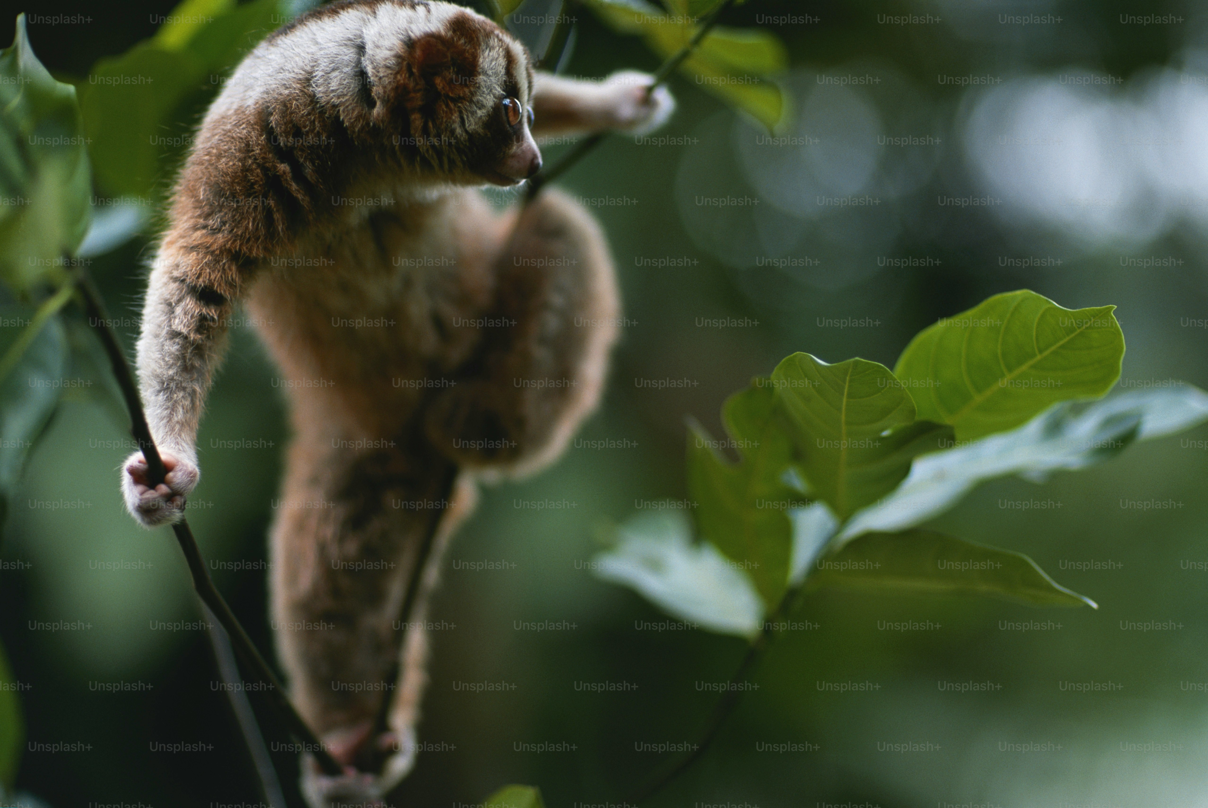 A small animal hanging from a tree branch photo – Day Image on Unsplash
