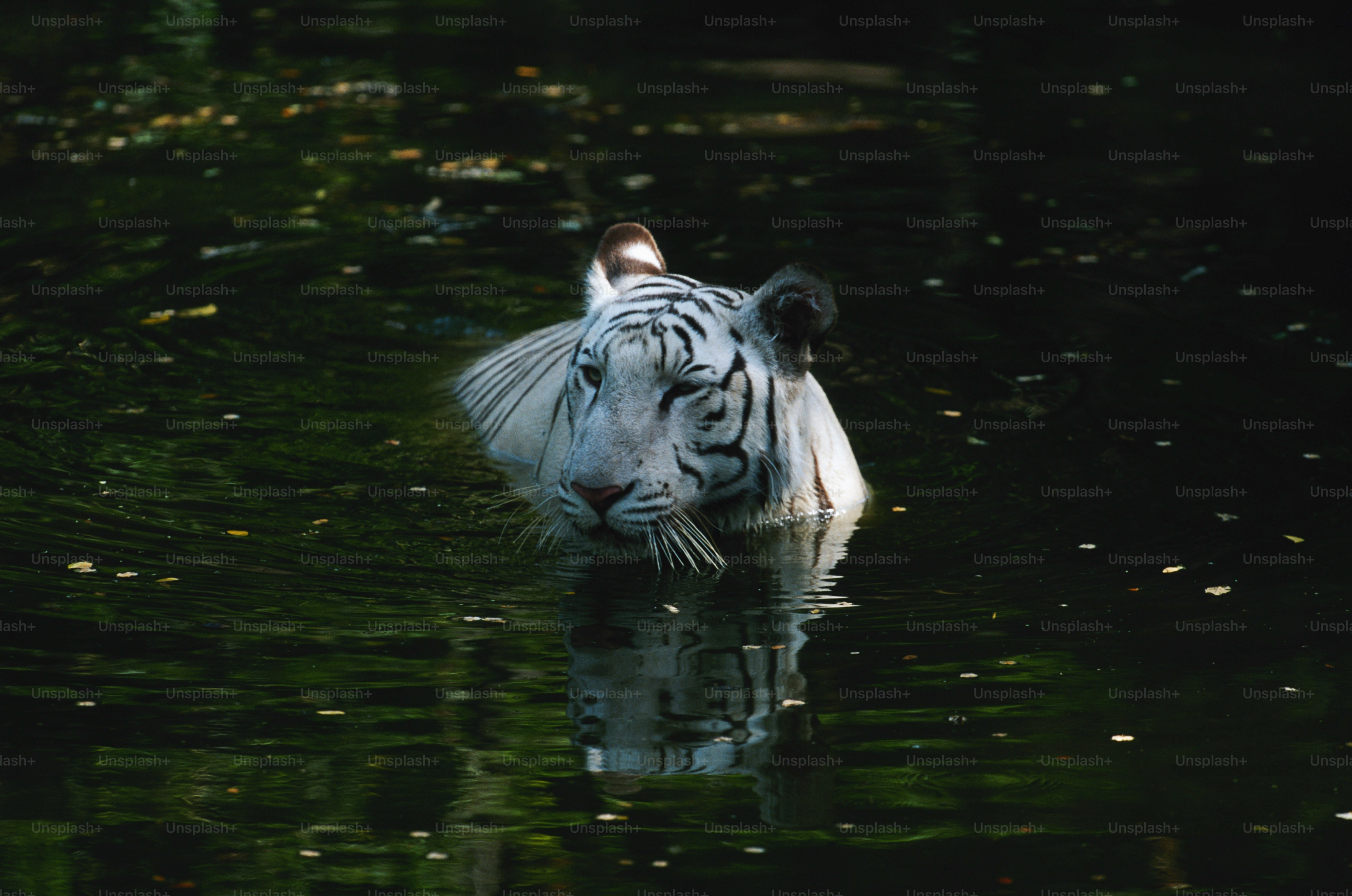 A white tiger swimming in a body of water photo – Tiger Image on Unsplash