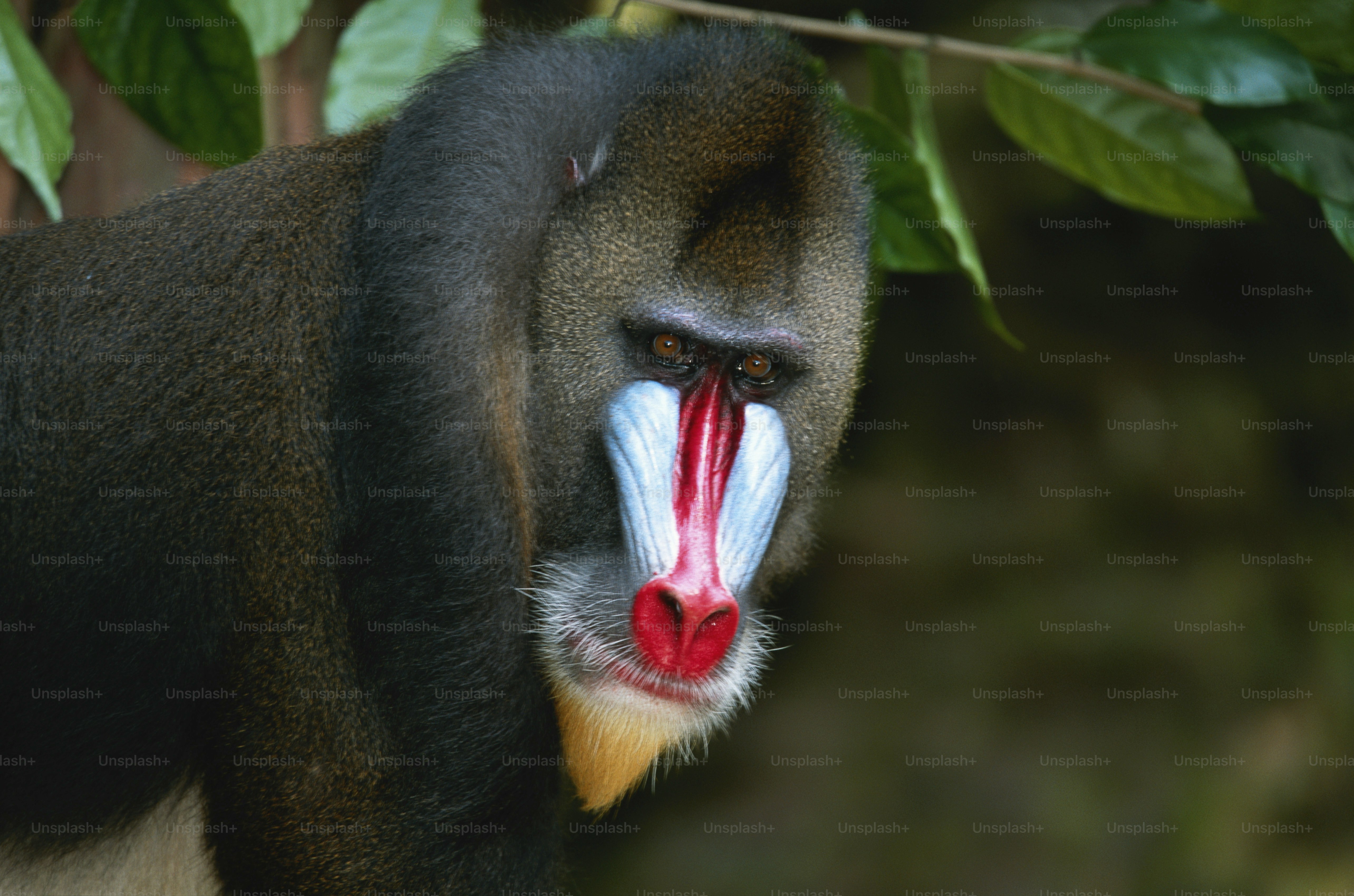 Monkey Pfp Pictures | Download Free Images on Unsplash