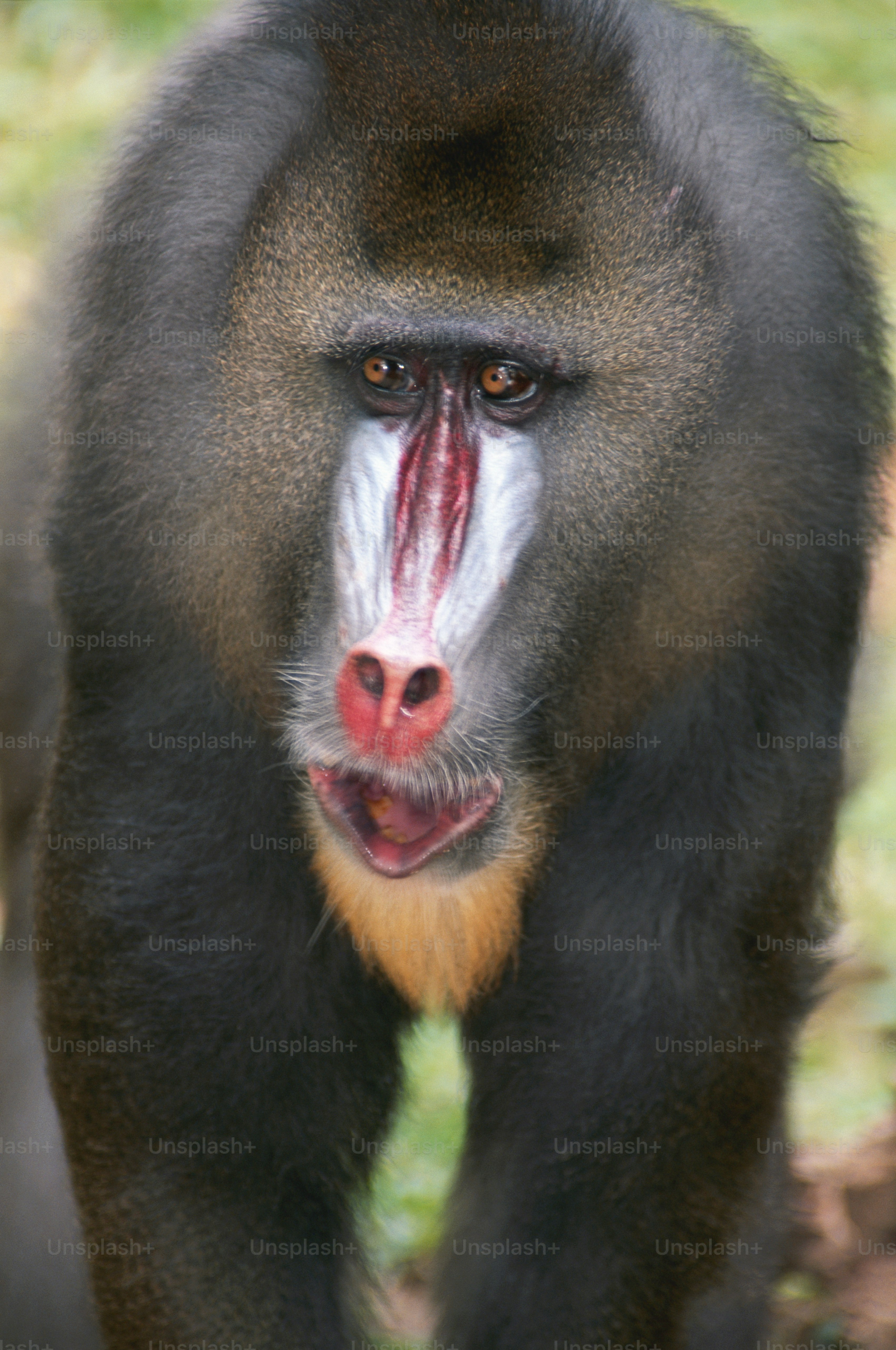 A close up of a black and brown animal photo – Safari animals Image on ...