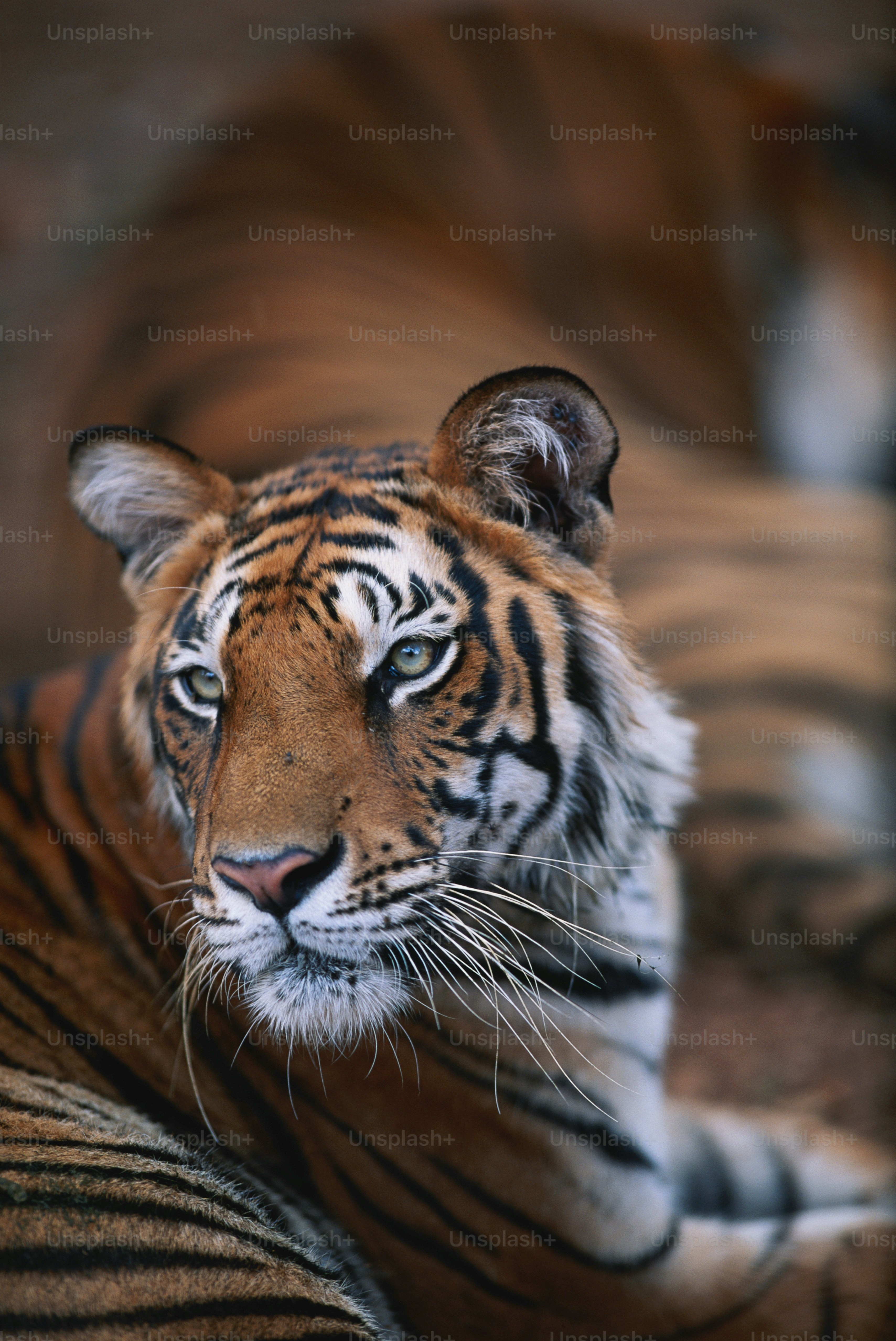 A tiger in a body of water surrounded by trees photo – Tiger Image on ...