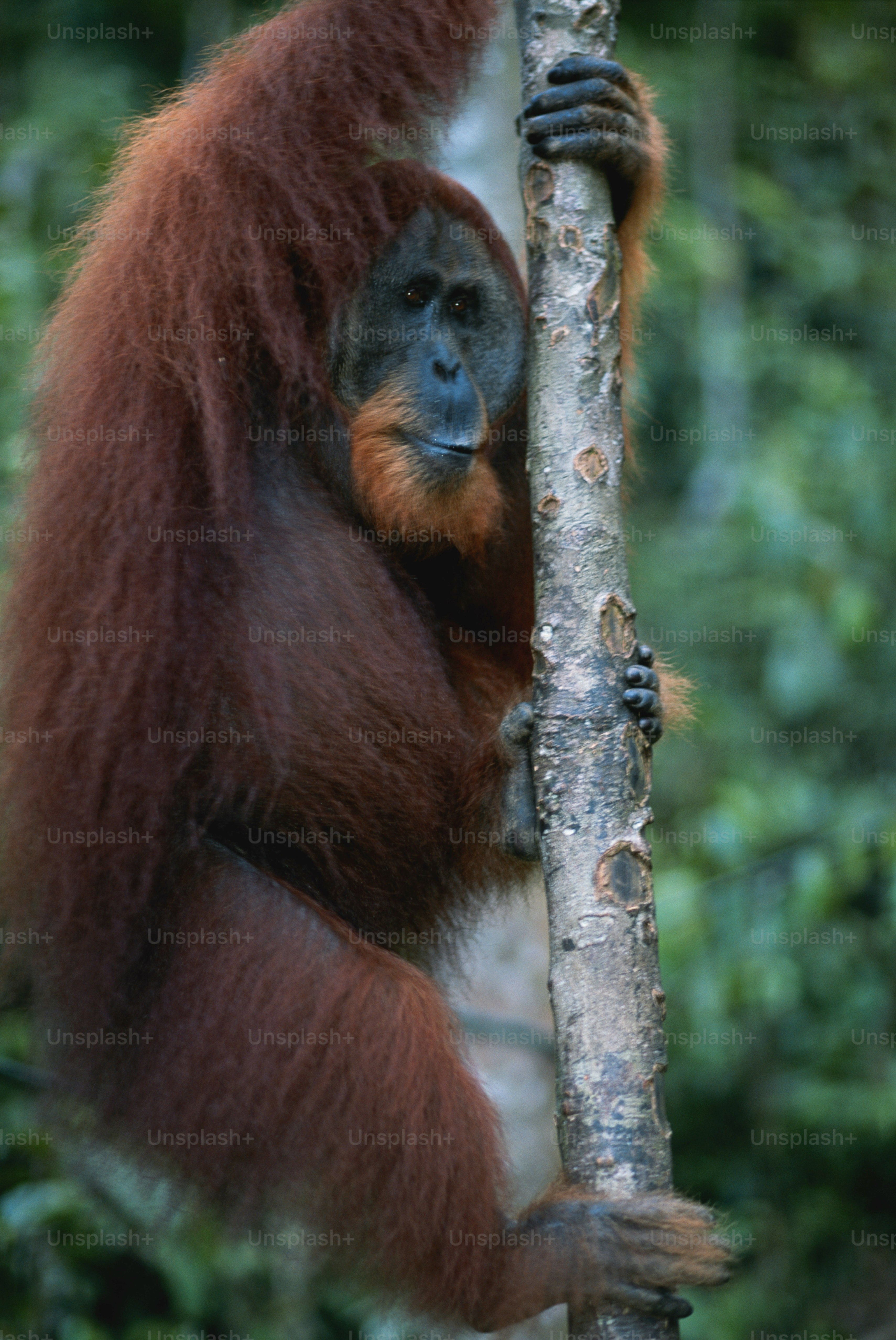 1000+ Orangutan Pictures | Download Free Images on Unsplash