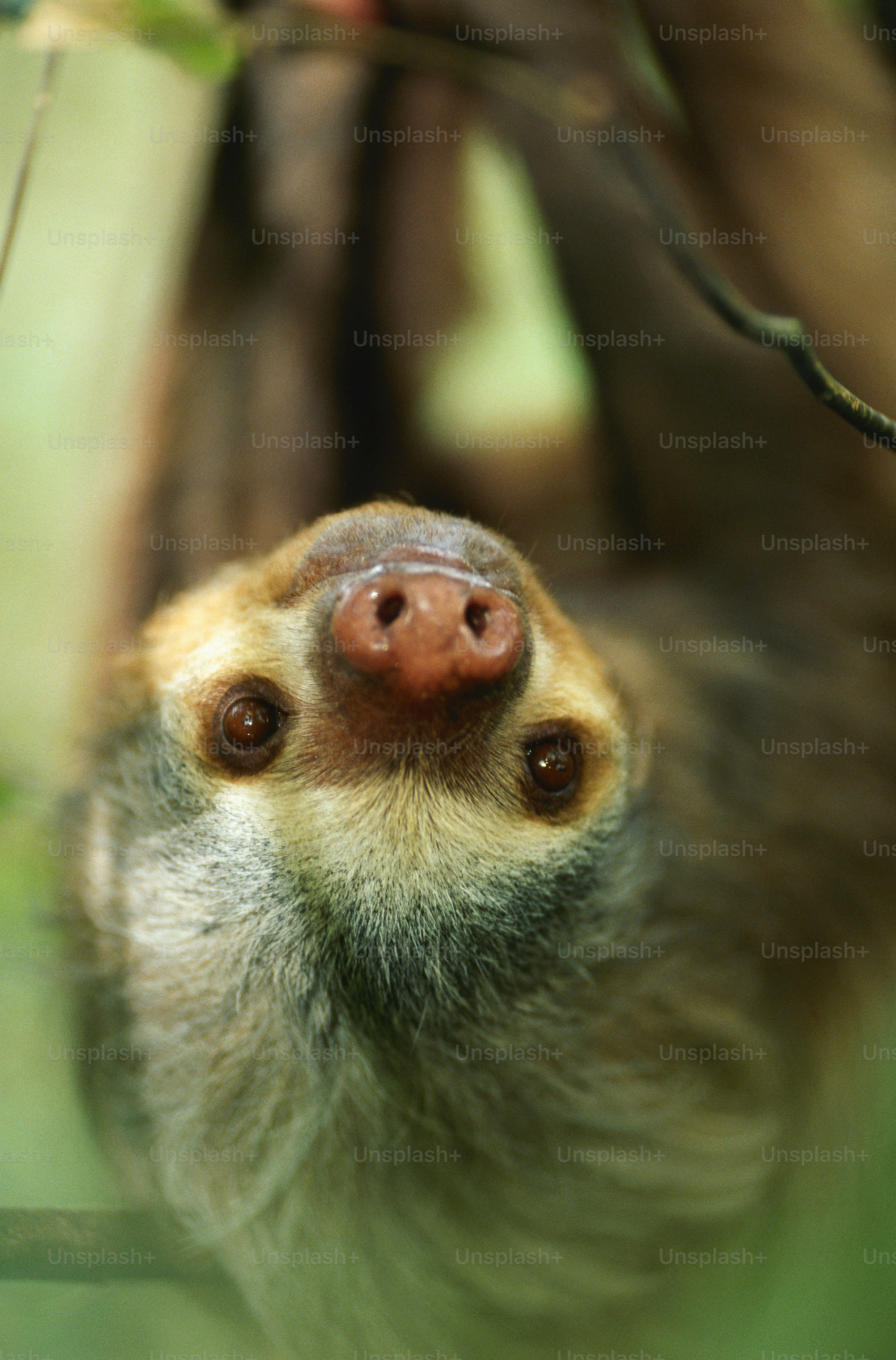 550+ Sloth Pictures | Download Free Images on Unsplash