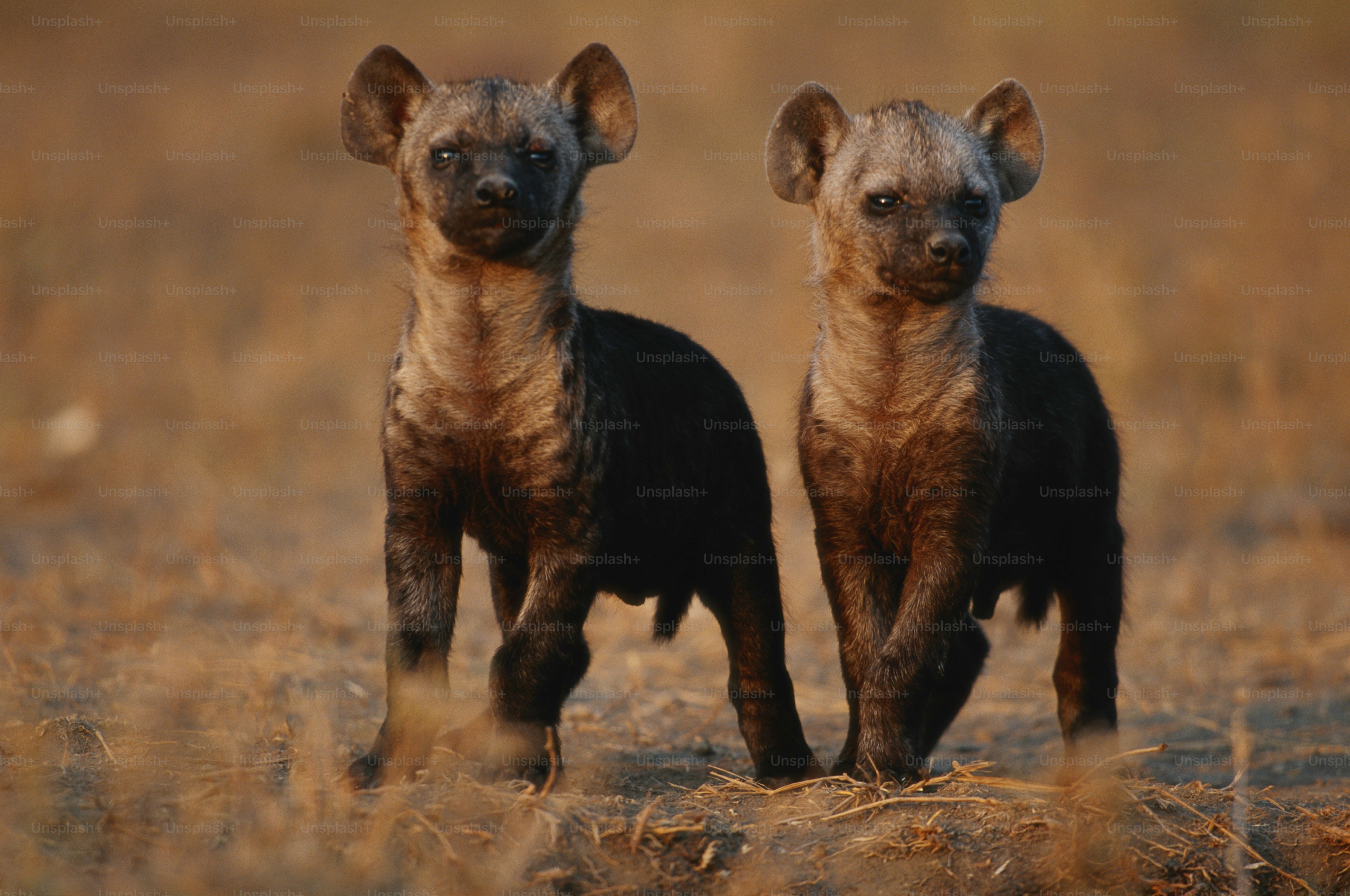 A couple of hyenas standing on top of a grass covered field photo ...