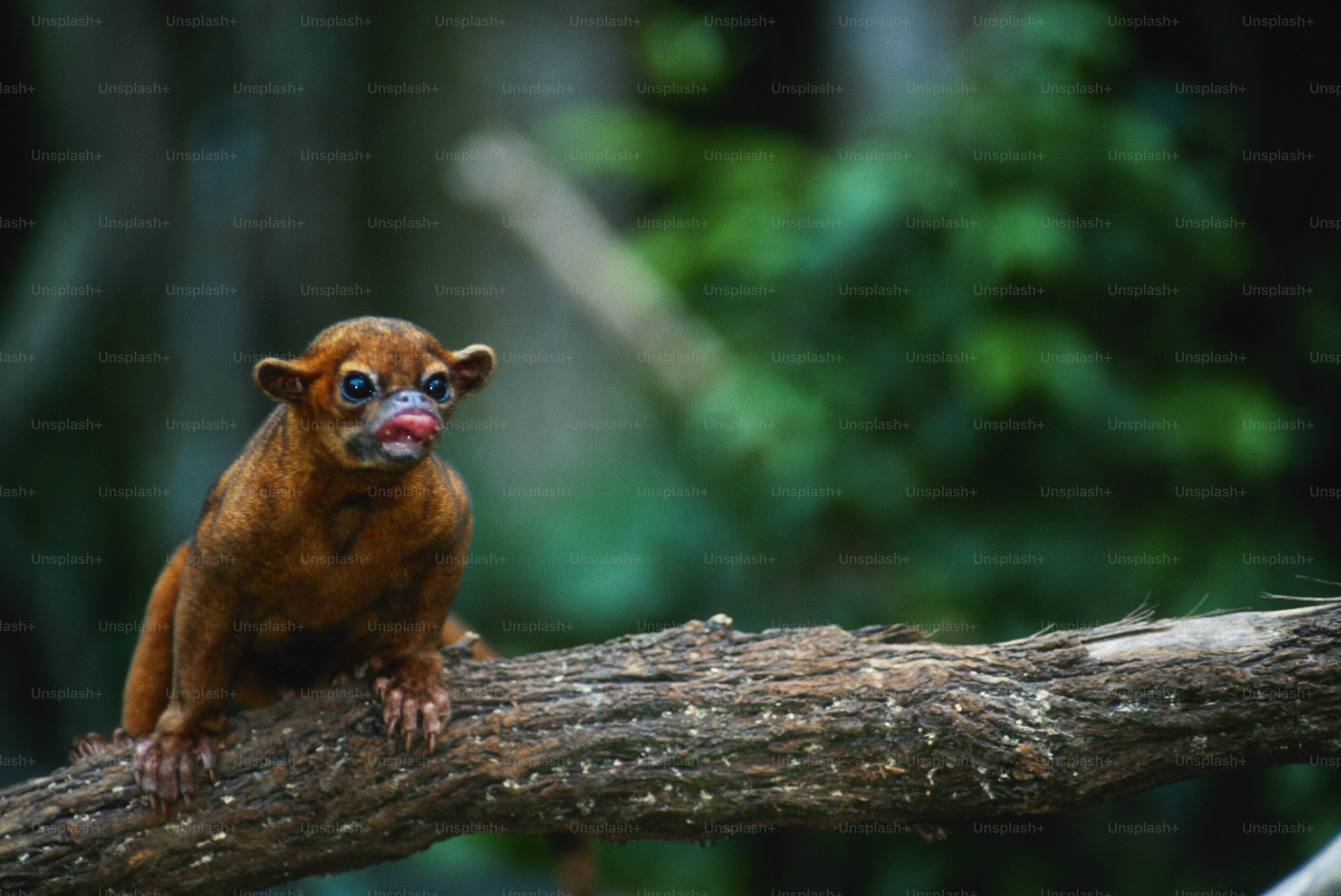 A small brown animal sitting on top of a tree branch photo ...