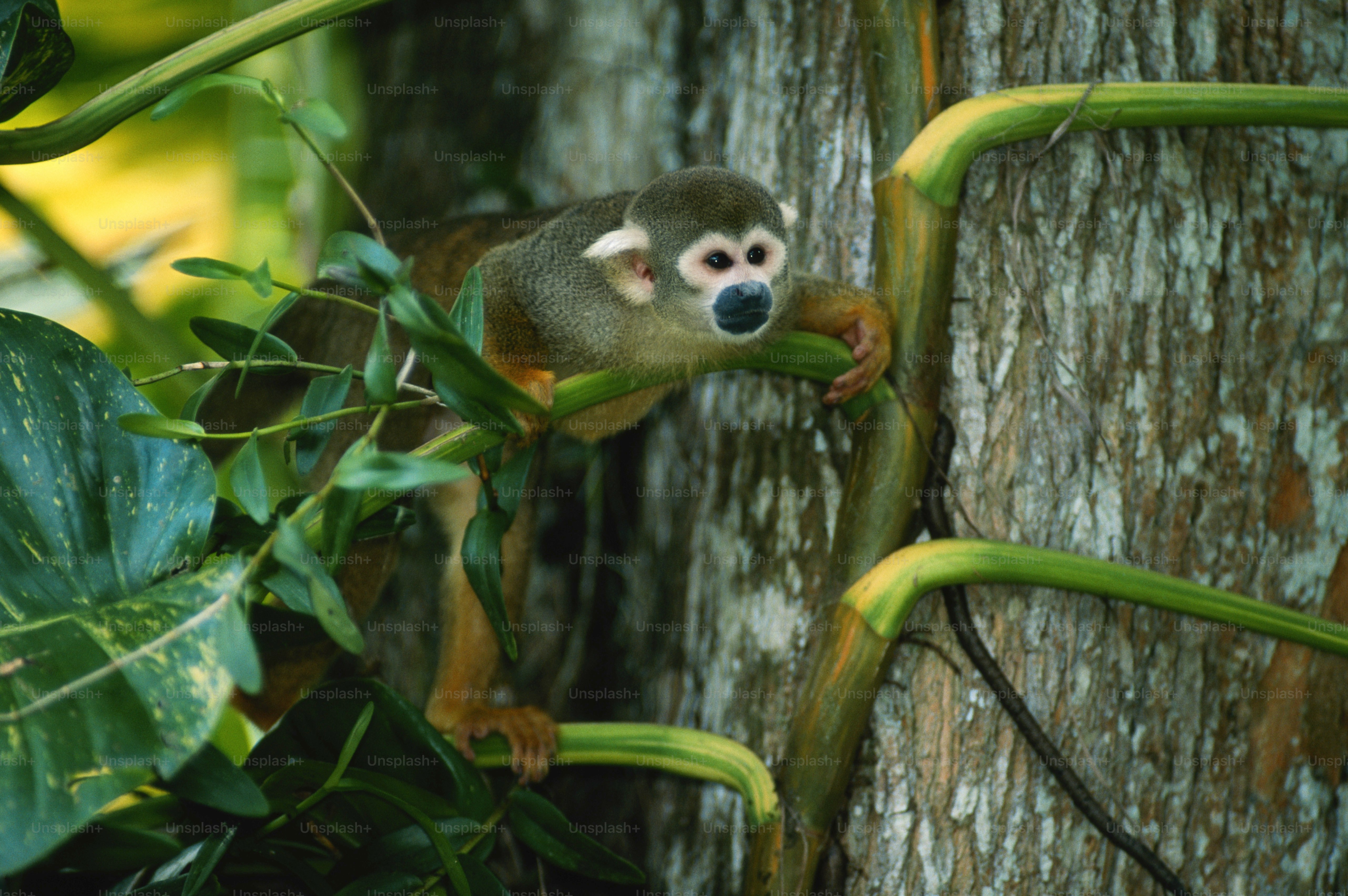 A monkey climbing up the side of a tree photo – South america Image on ...
