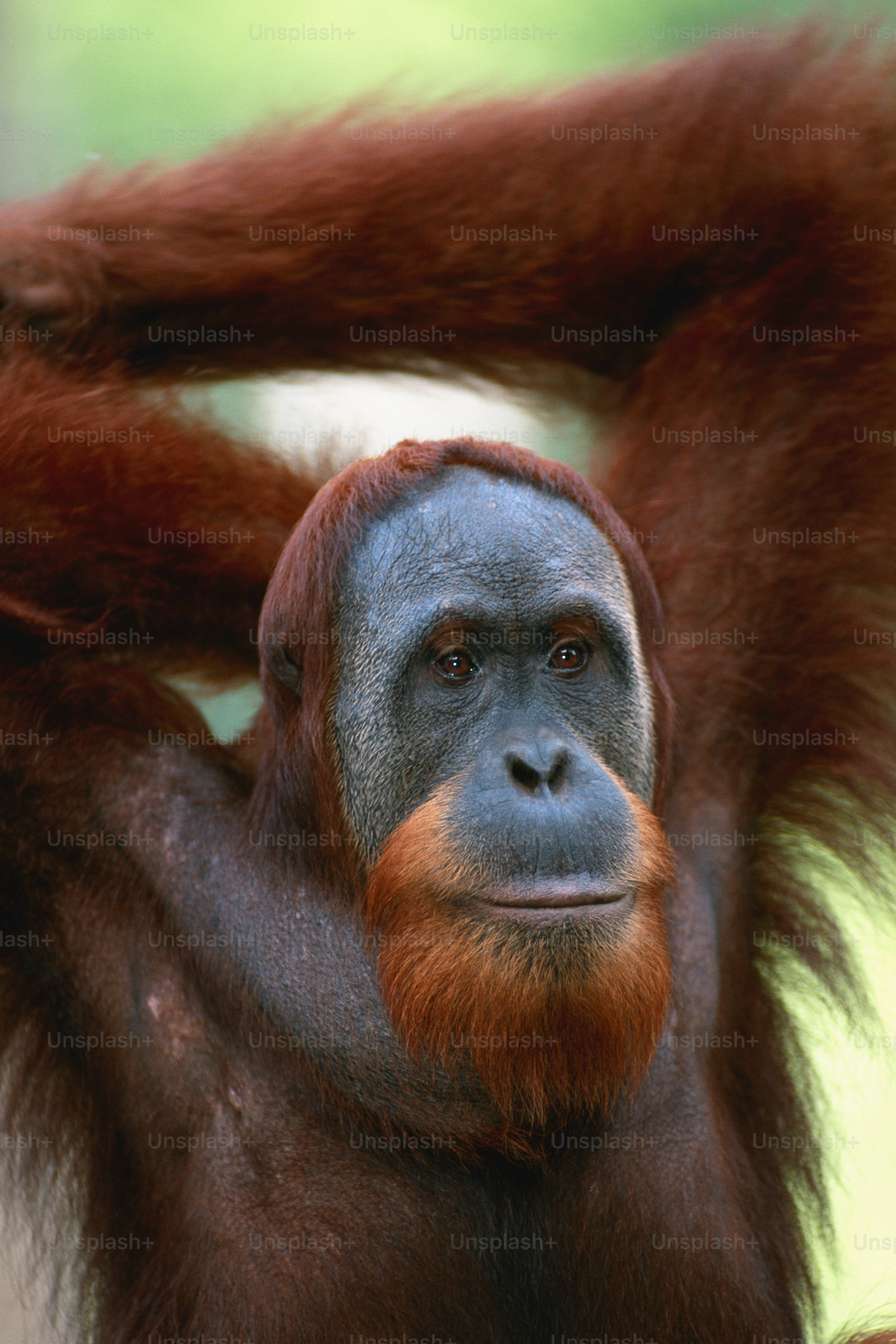 Foto Un primer plano de un mono con barba naranja – Orangután Imagen en ...