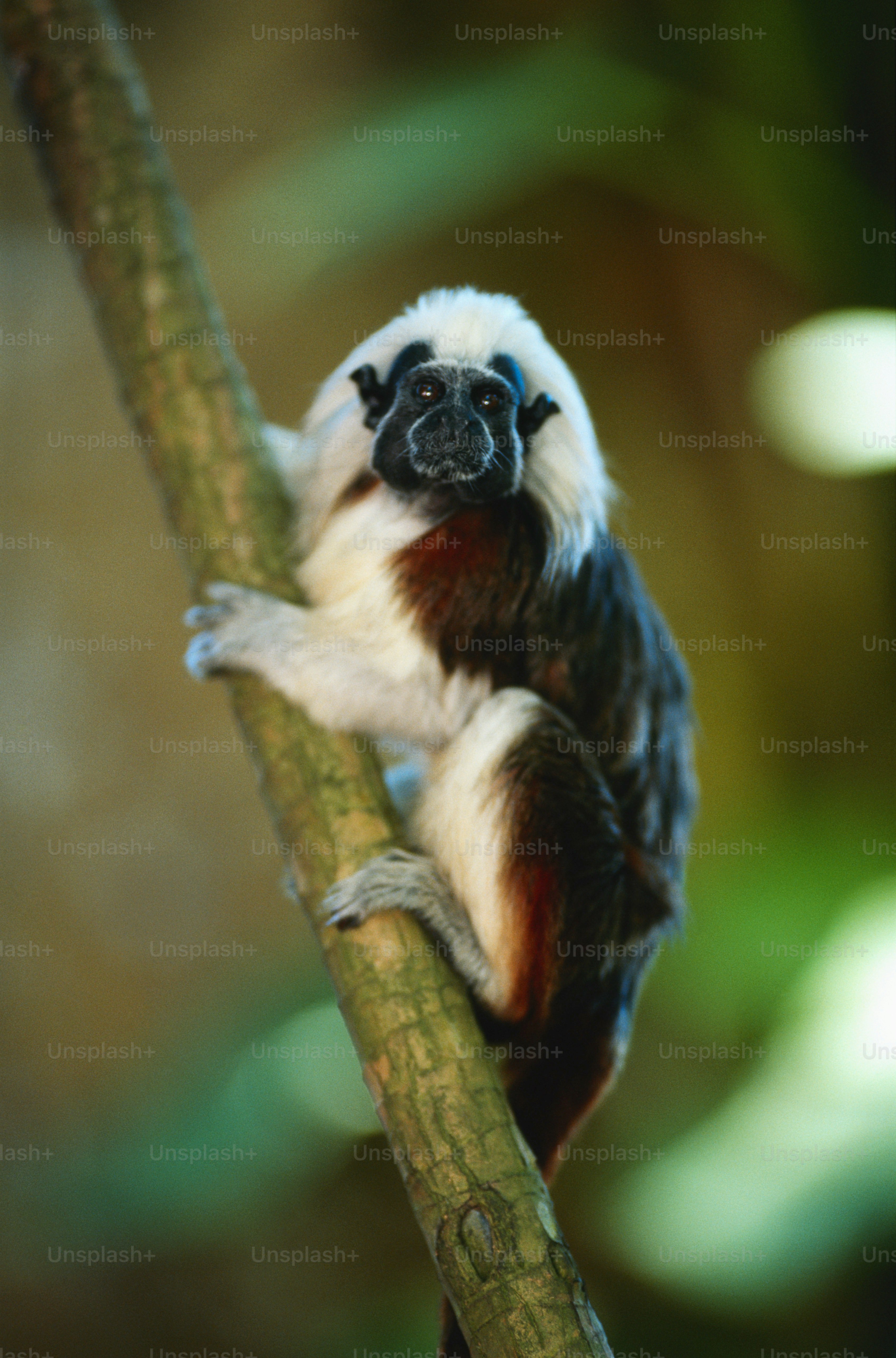 A small monkey sitting on top of a tree branch photo – Full length ...