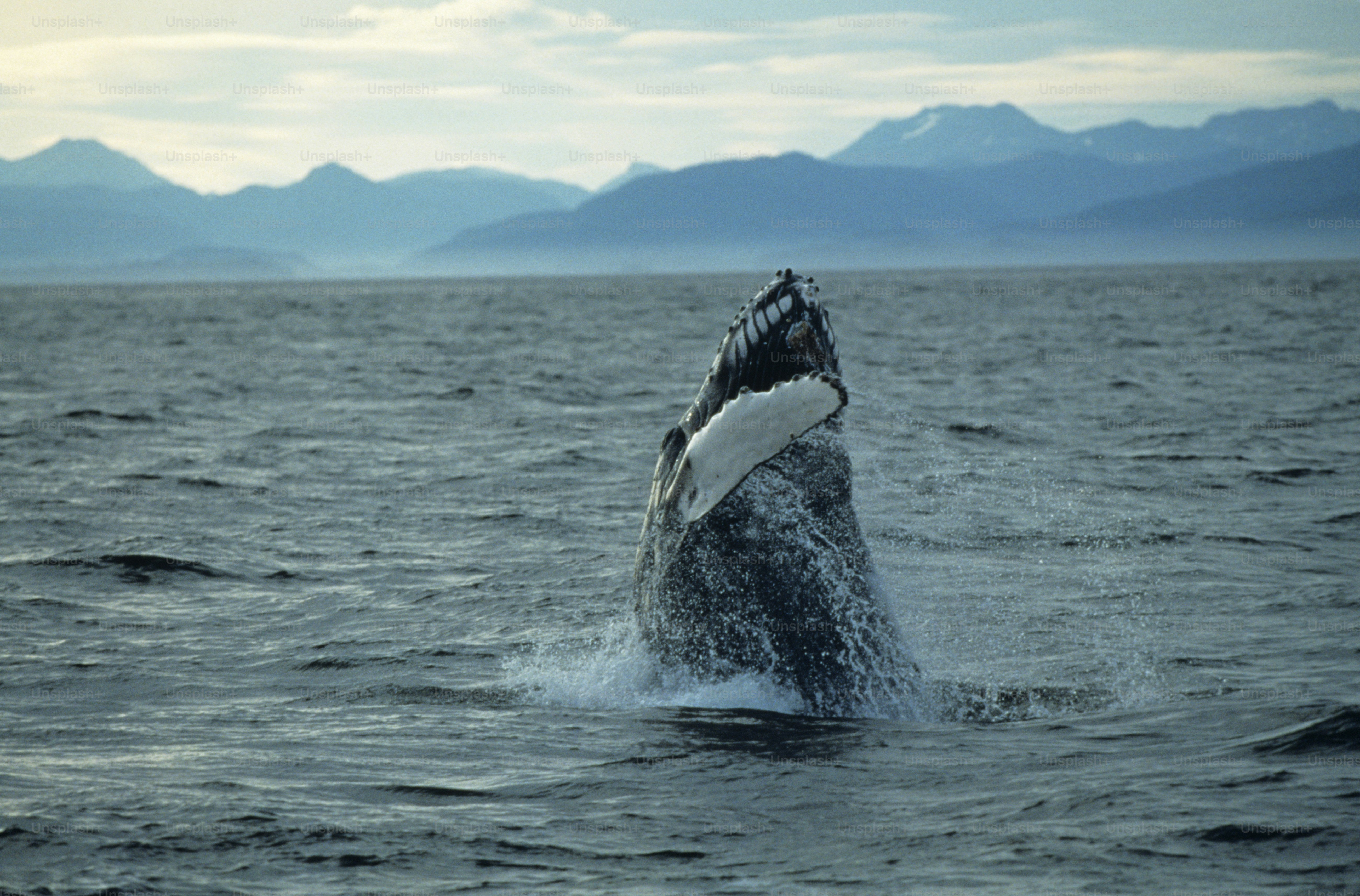 100+ Whale Pictures | Download Free Images on Unsplash