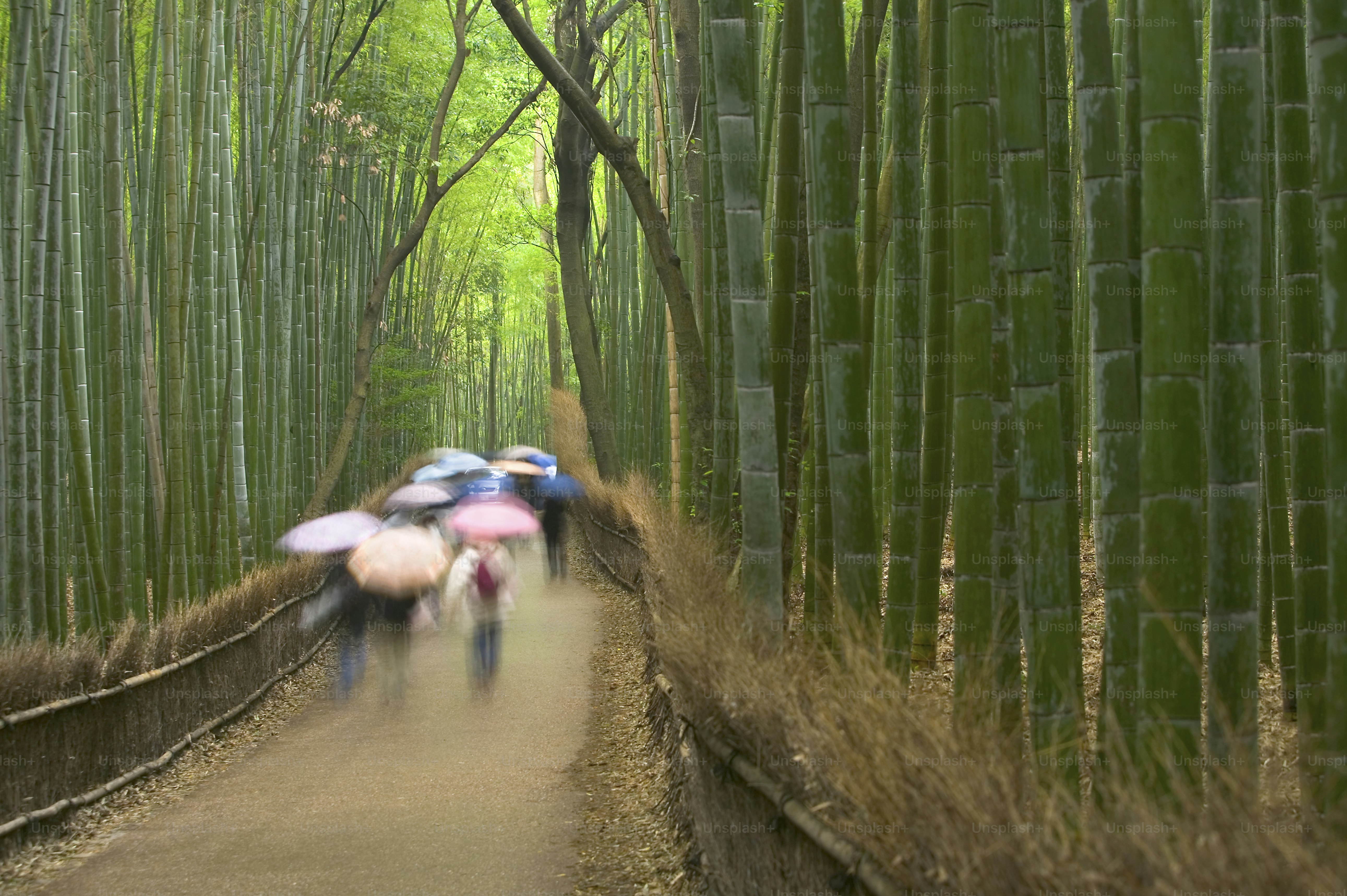 A group of people walking down a path with umbrellas photo – Bamboo ...