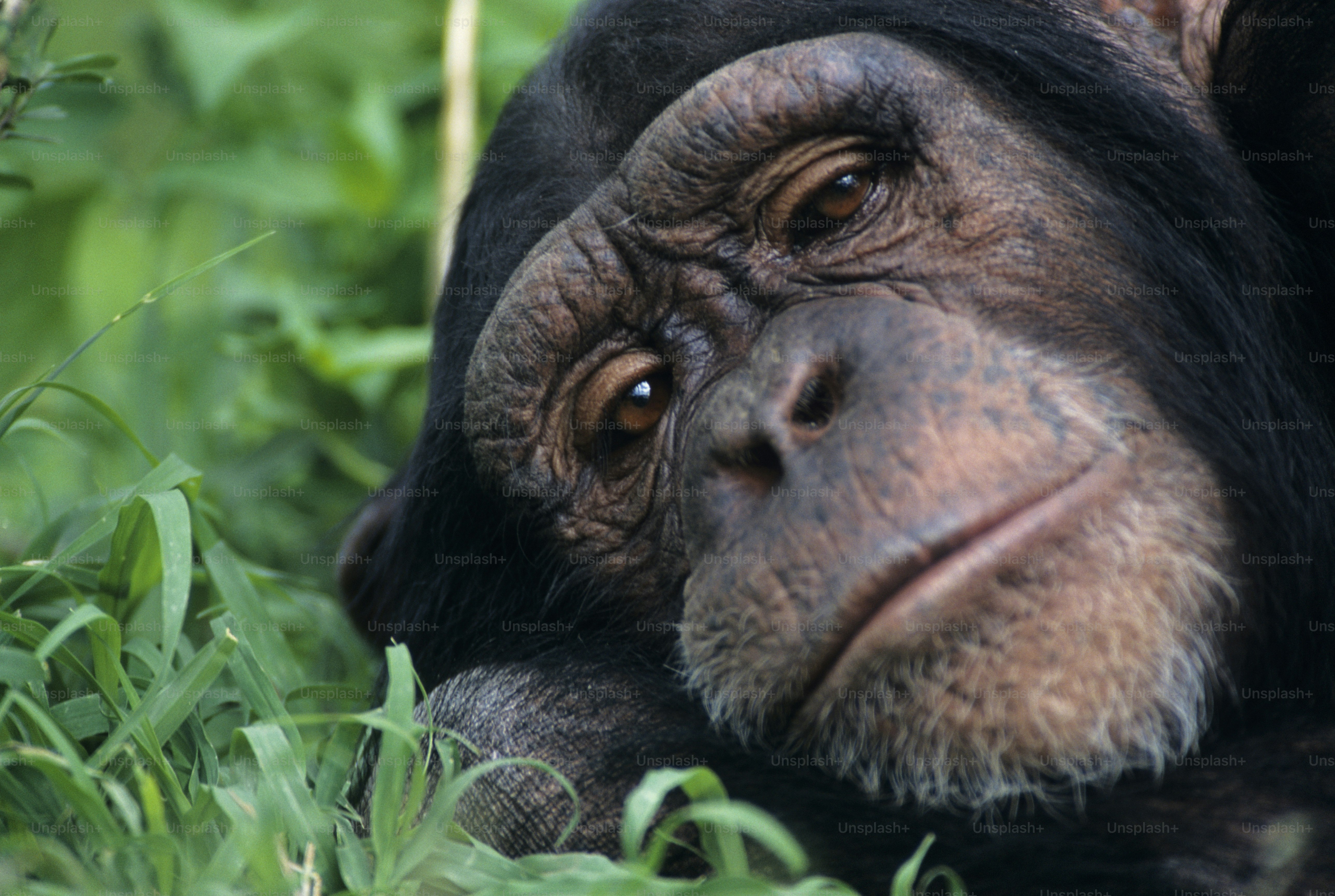 Gros plan d’un singe allongé dans l’herbe photo – Mammifère Photo sur ...