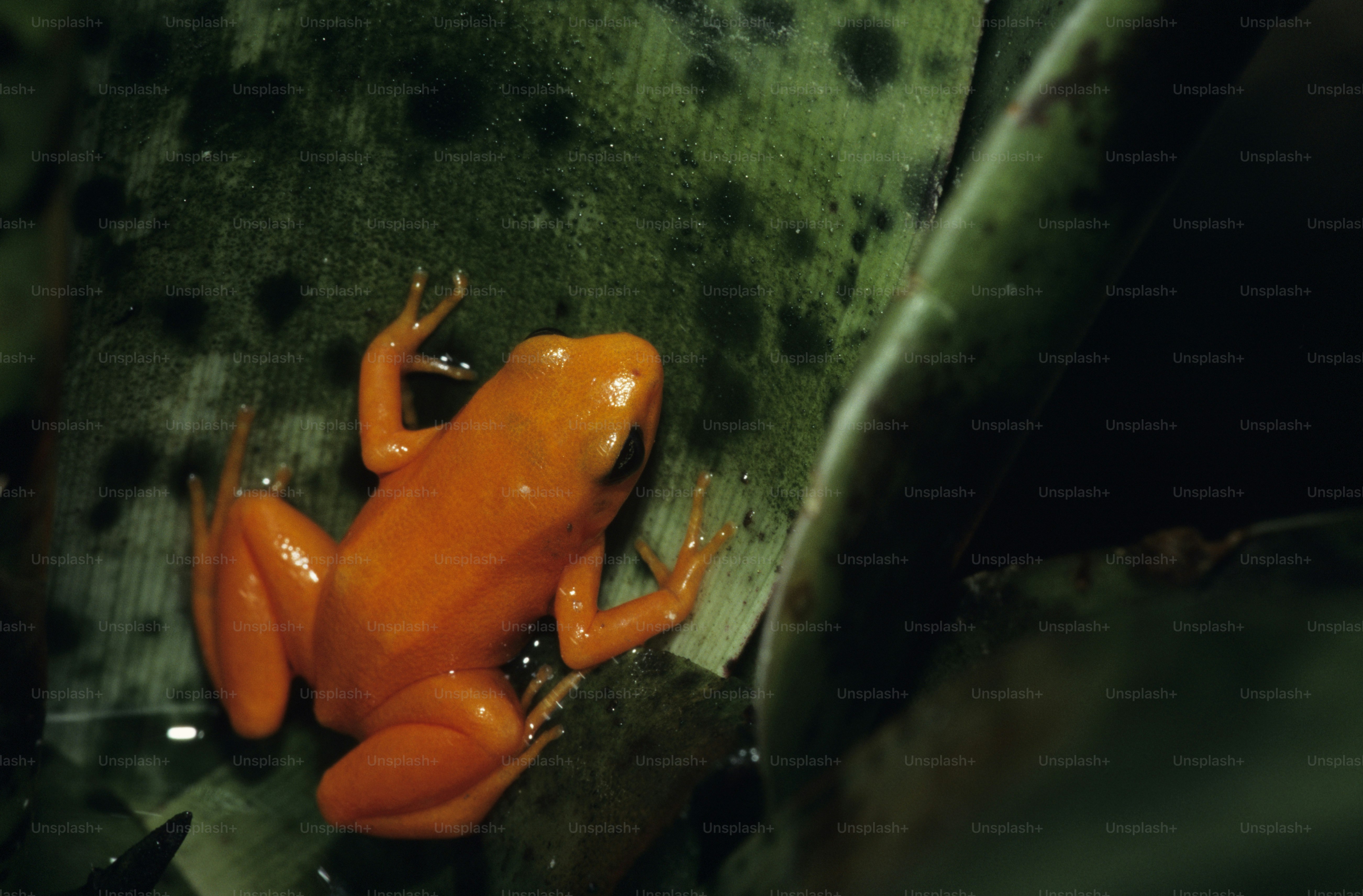 A small orange frog sitting on top of a leaf photo – Frogs Image on ...